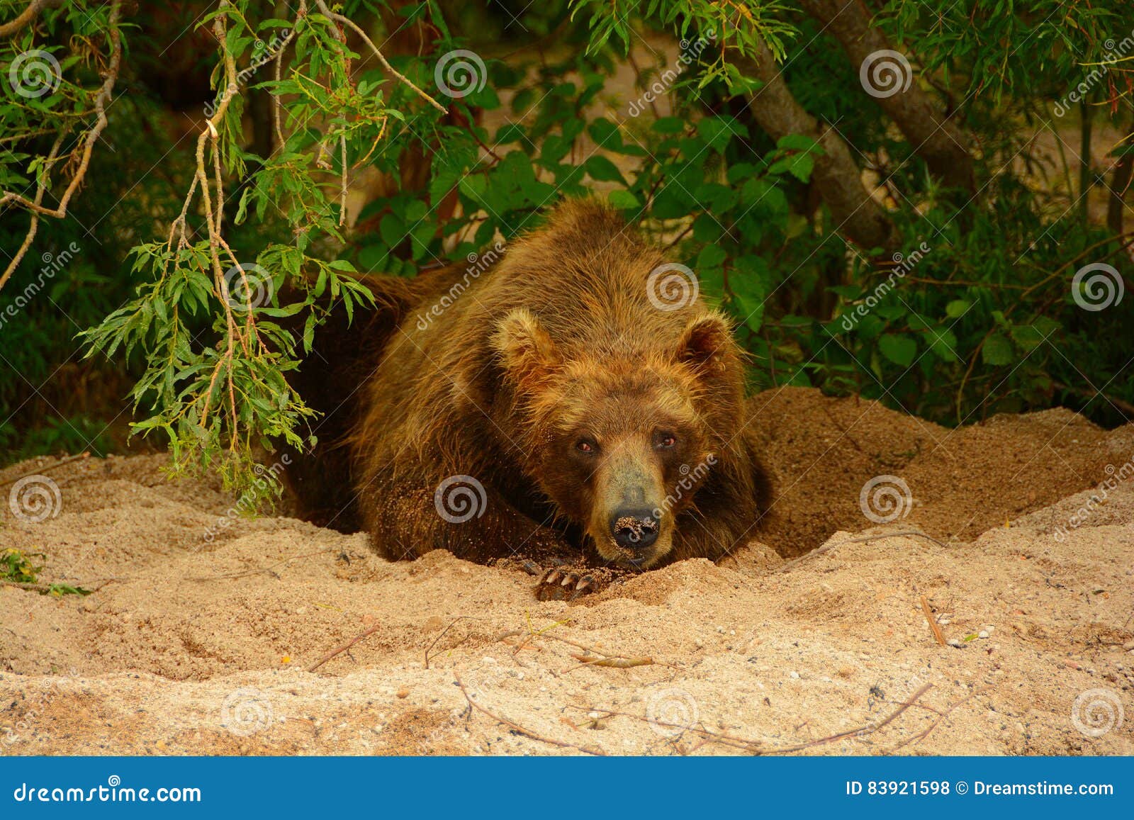 Brown Bear Resting in the Bushes Stock Photo - Image of bear, resting ...