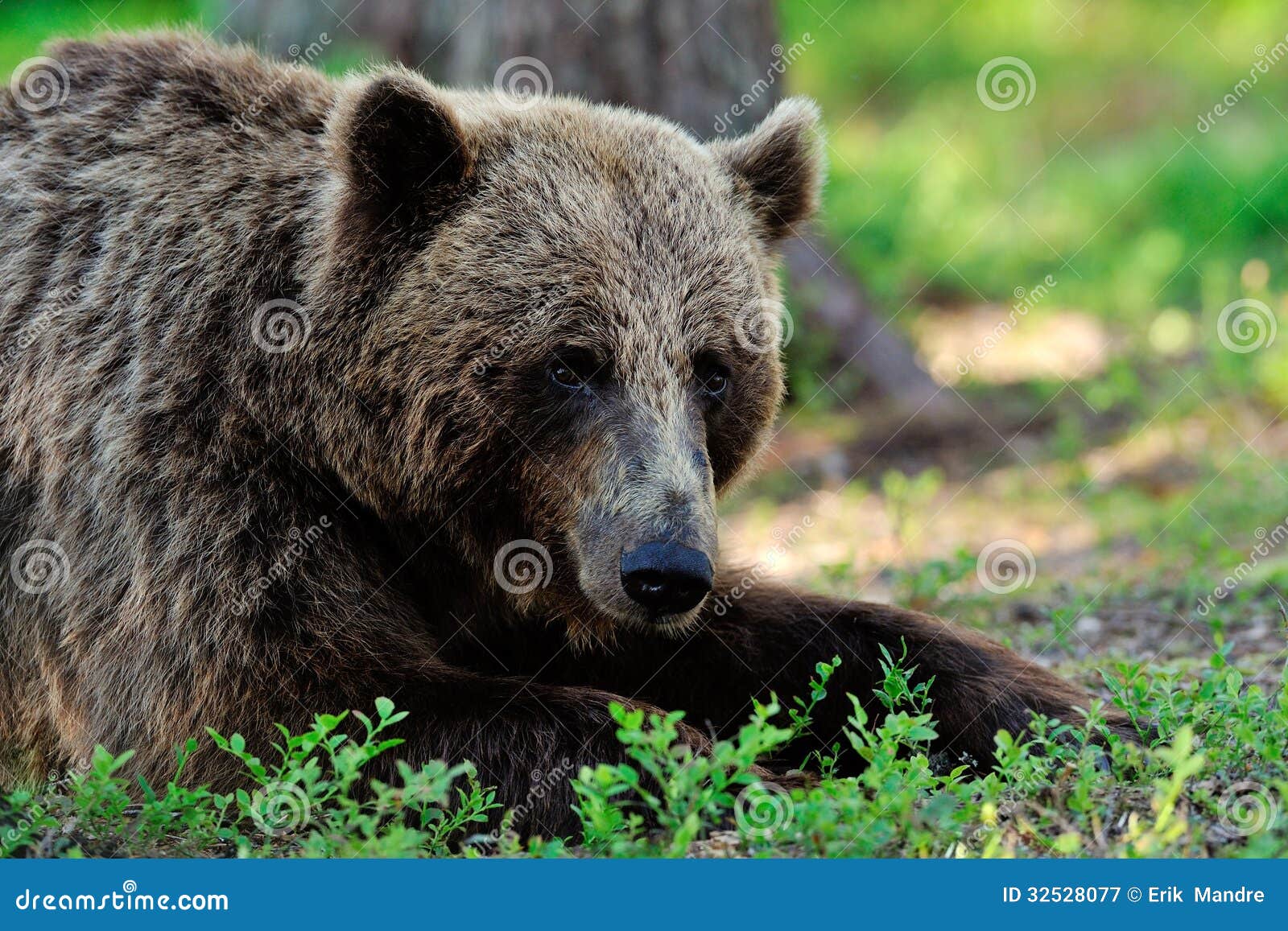 Brown bear resting stock image. Image of male, woods - 32528077
