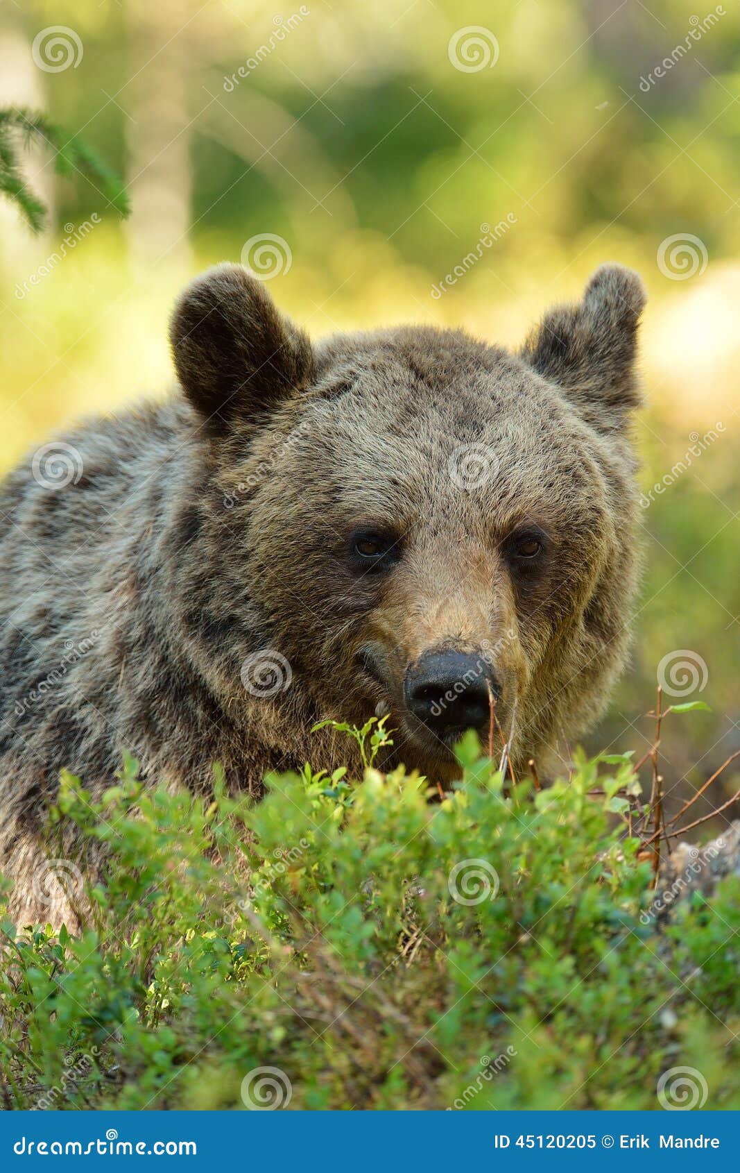 Brown bear resting stock image. Image of wild, face, portrait - 45120205
