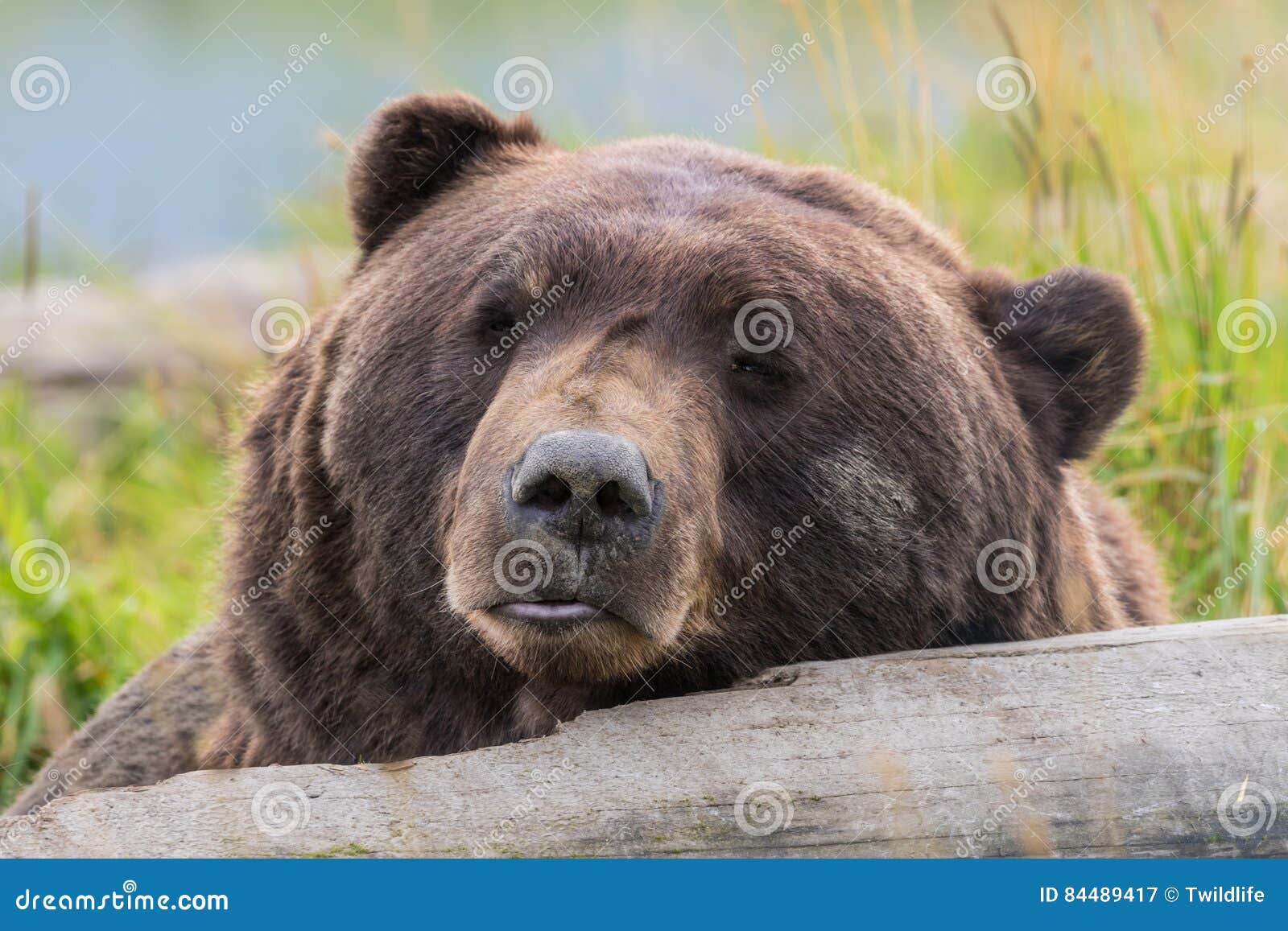 Brown bear Resting on Log stock image. Image of bear - 84489417