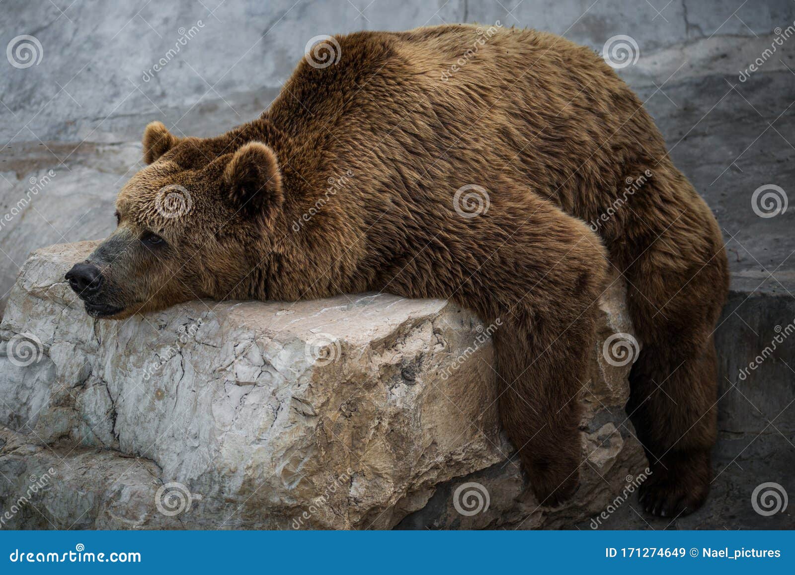 Tired on the rock stock image. Image of lazy, resting - 171274649