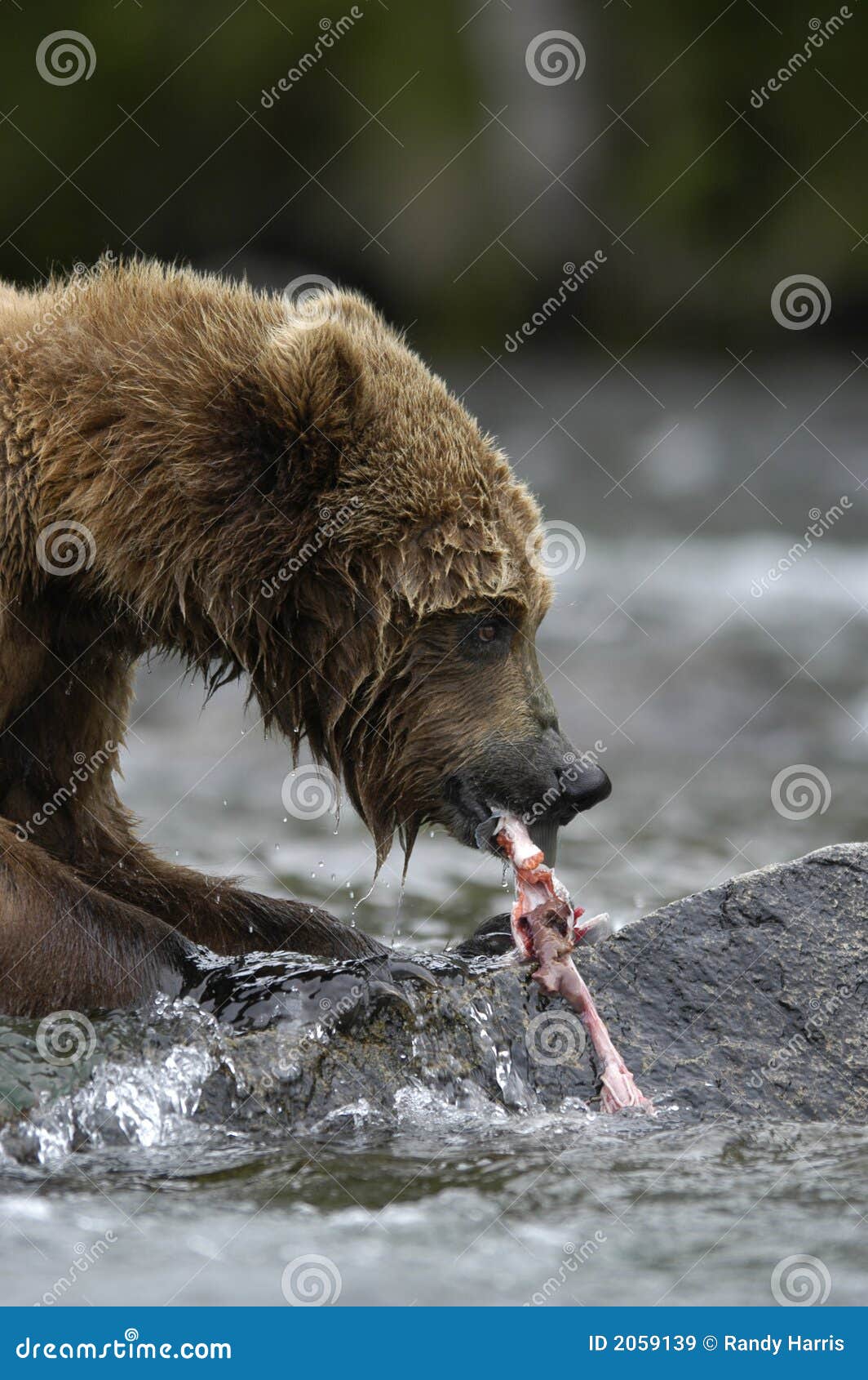 Brown Bear Ripping Up Salmon Stock Image - Image of fear, adventure ...
