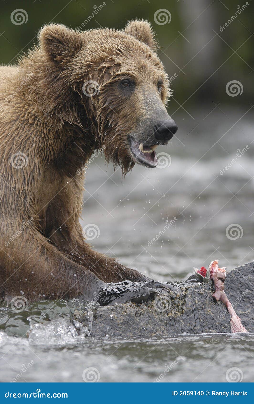 Brown Bear Ripping Up Salmon Stock Photo - Image of eatig, danger: 2059140