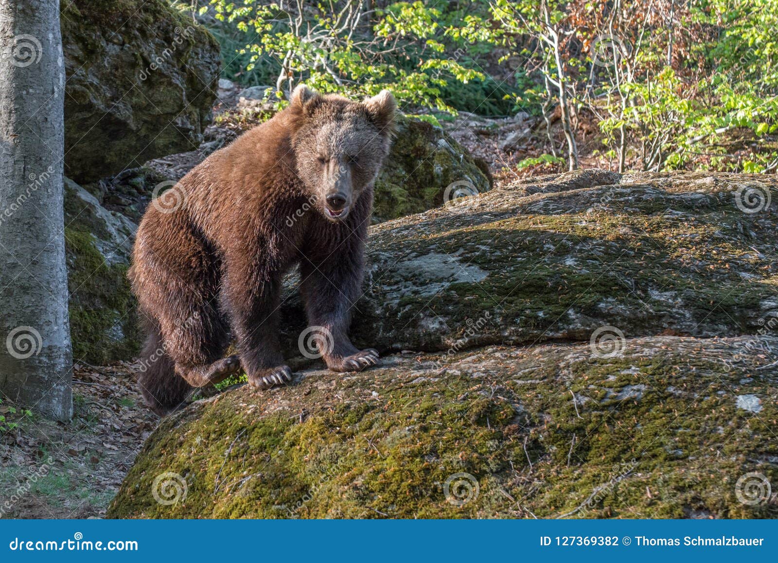 Brown Bear on Roams His Territory, Germany Stock Photo - Image of ...