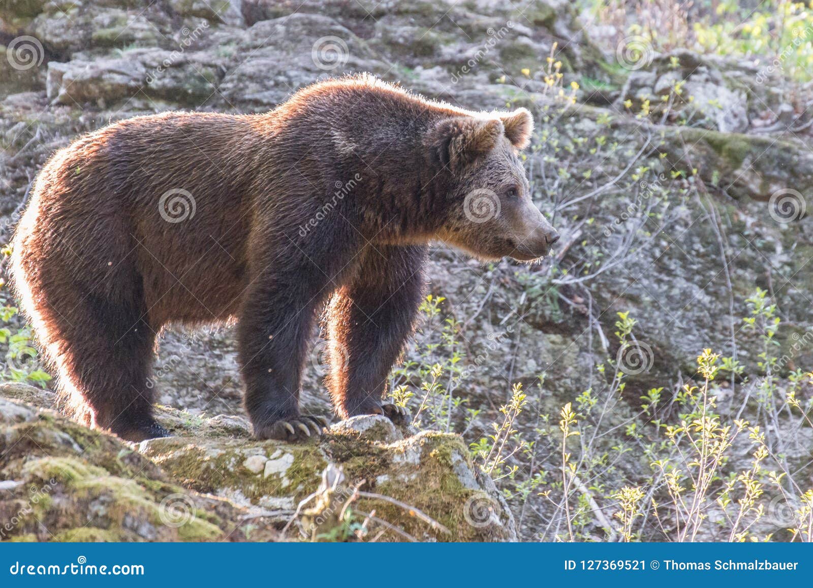 Brown Bear on Roams His Territory, Germany Stock Image - Image of ...