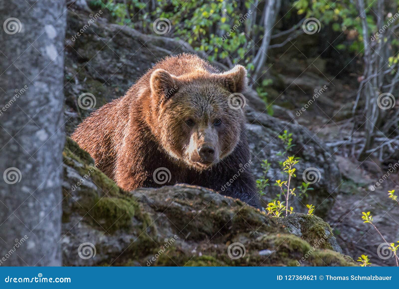 Brown Bear on Roams His Territory, Germany Stock Image - Image of ...