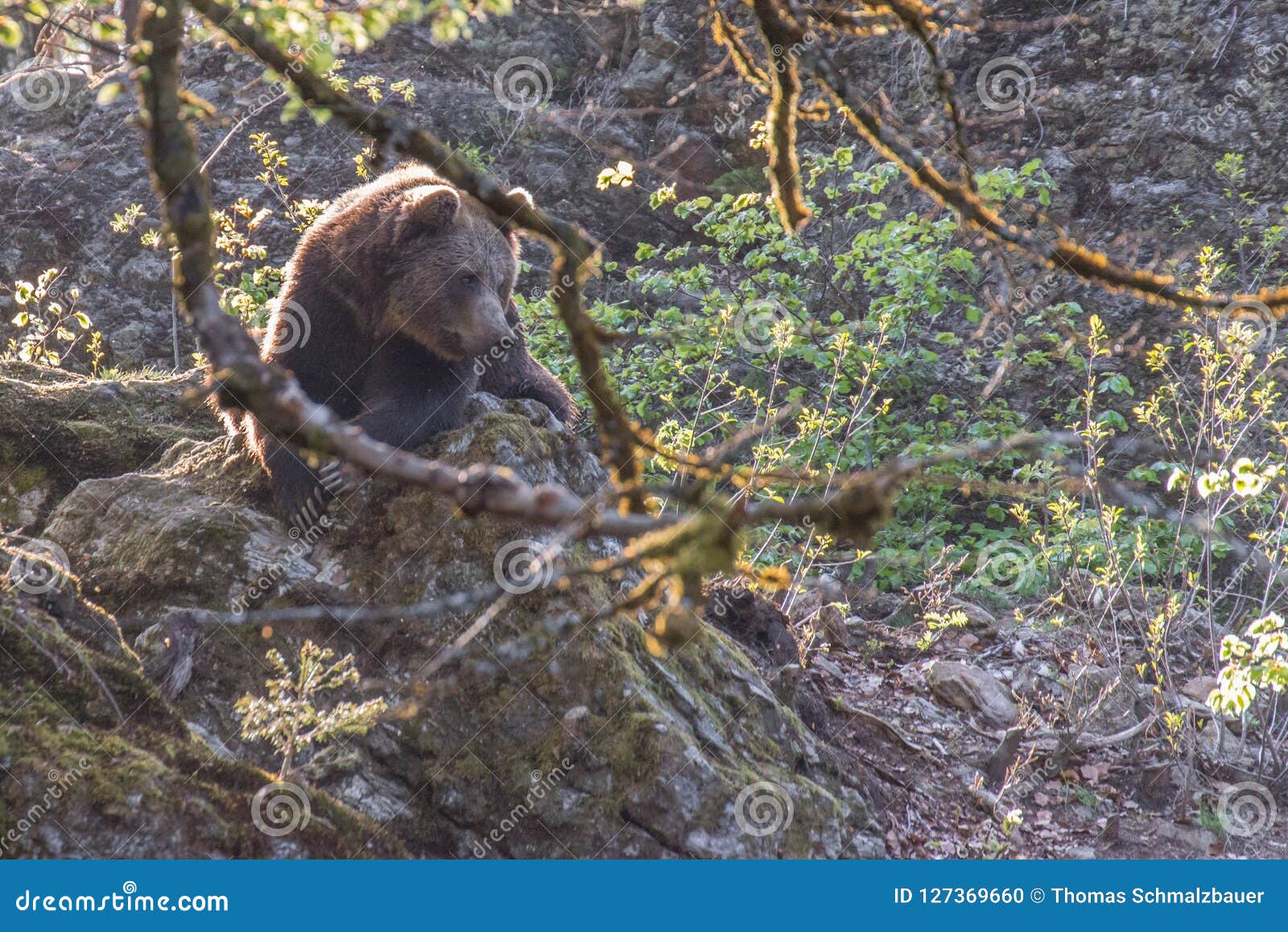 Brown Bear on Roams His Territory, Germany Stock Photo - Image of ...