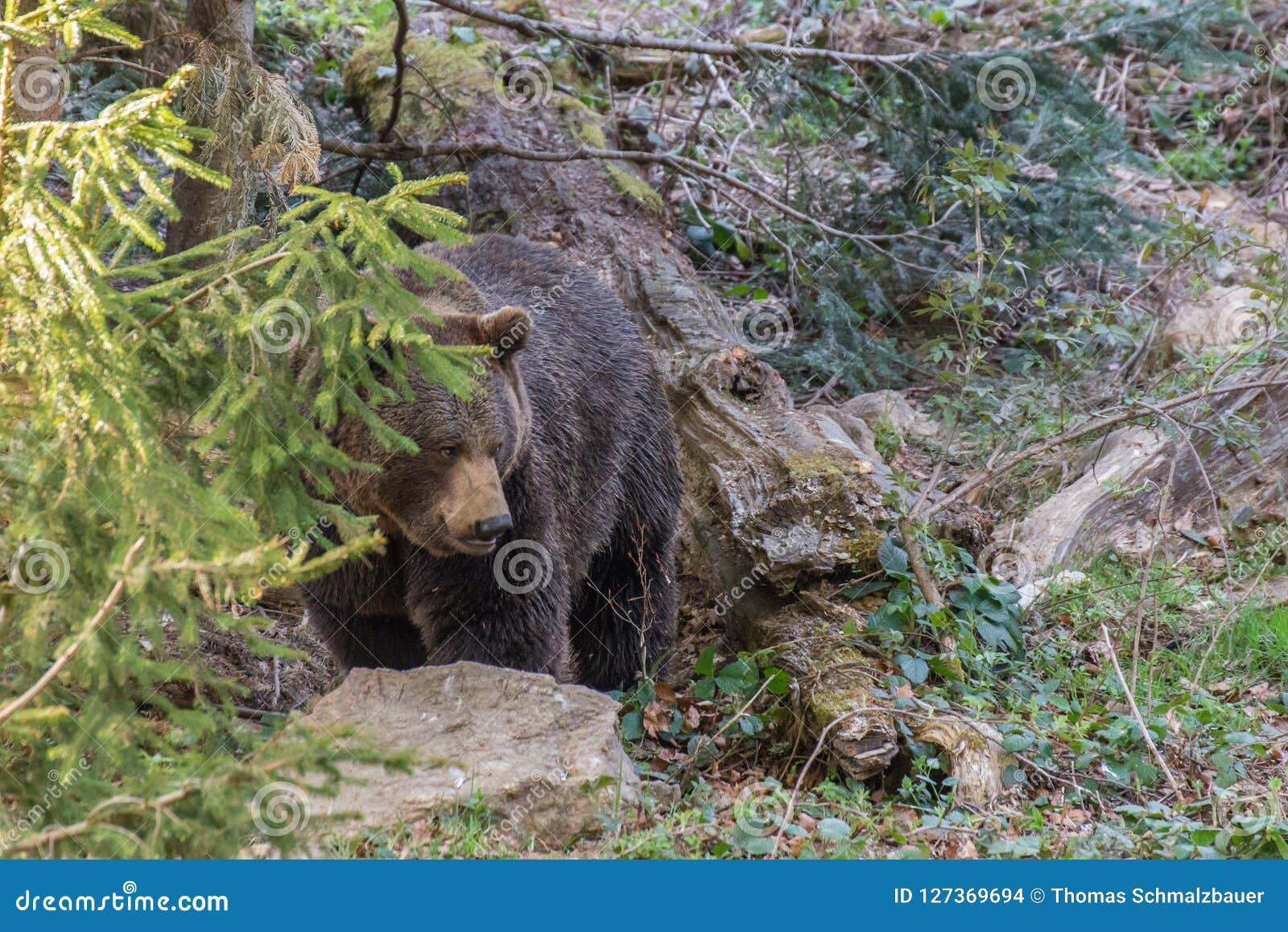 Brown Bear on Roams His Territory, Germany Stock Photo - Image of ...