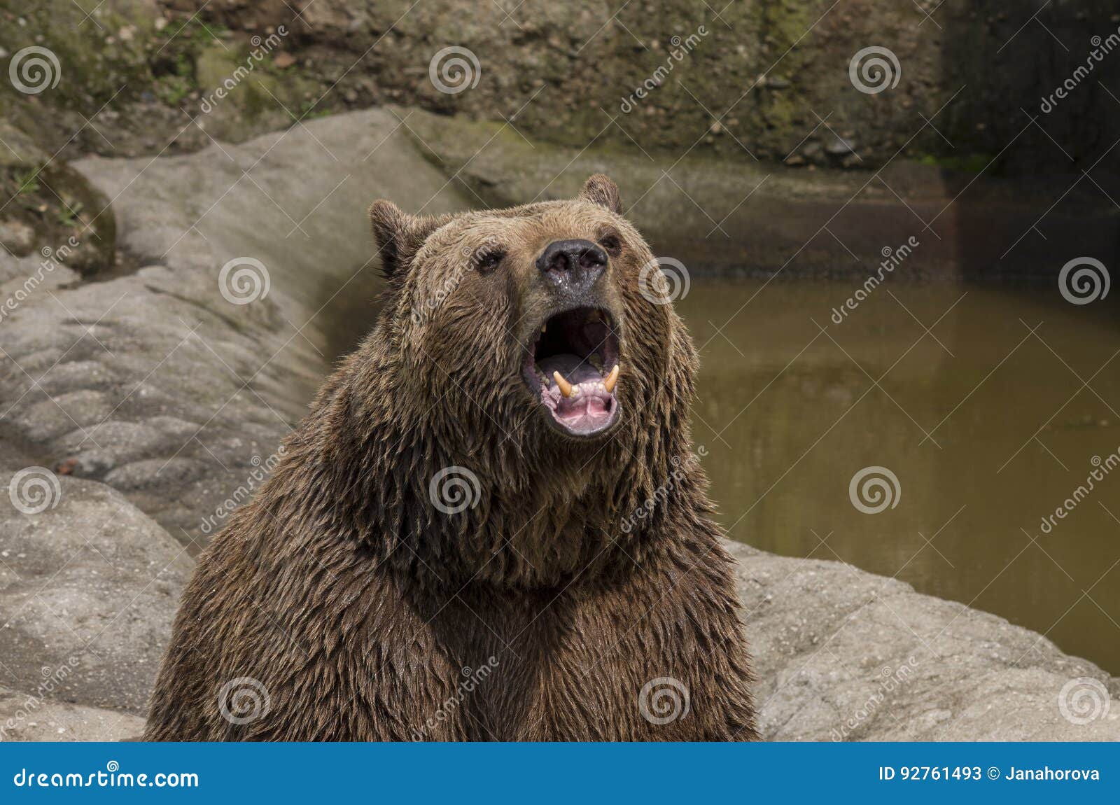 Brown bear roar stock image. Image of roars, trained - 92761493