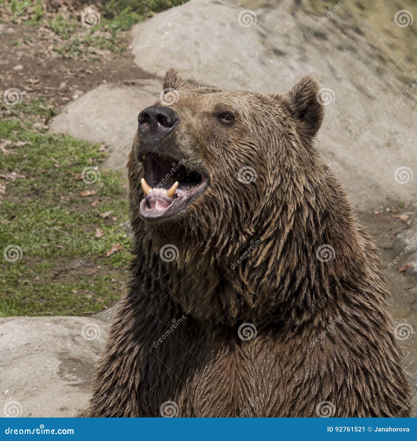 Brown bear roar stock image. Image of foot, tooth, nose - 92761521