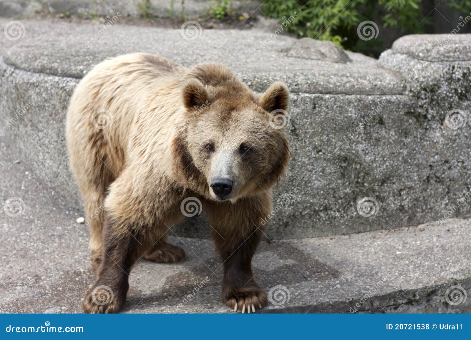Brown bear on the rock stock photo. Image of warsaw, animal - 20721538