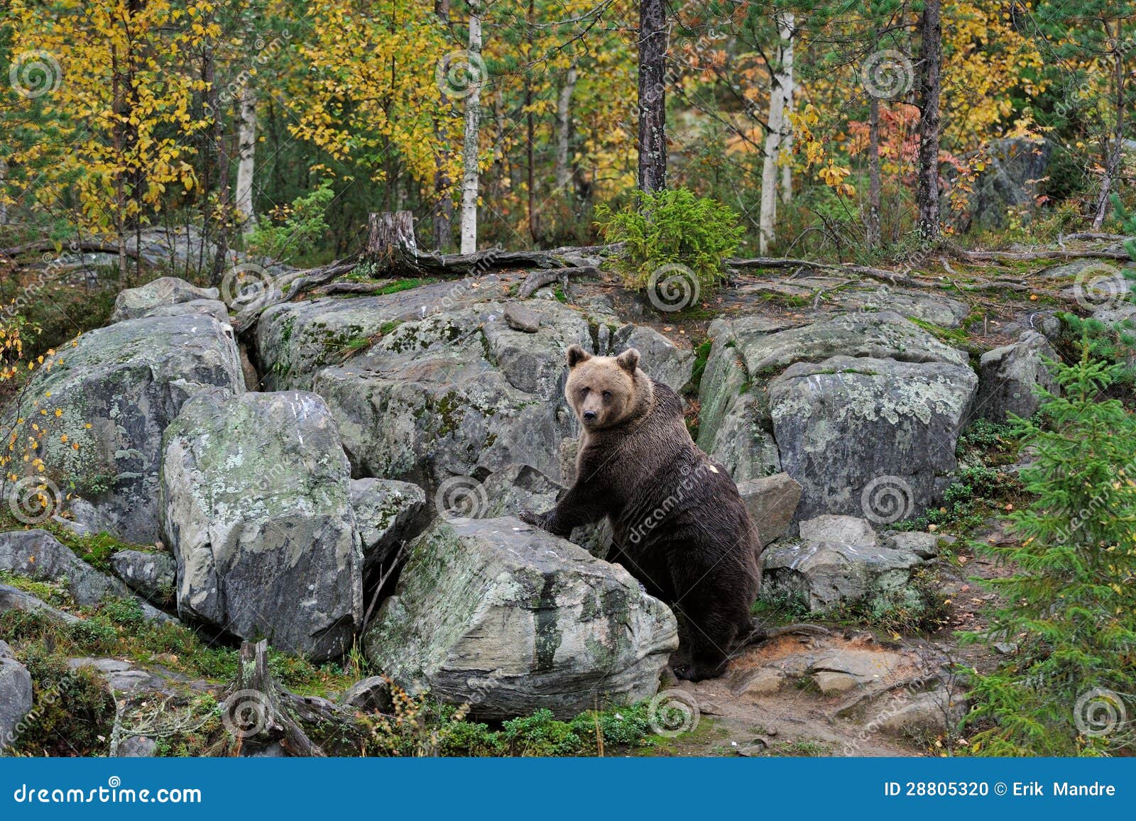 Brown Bear on the Rocks stock photo. Image of fauna, tree - 28805320