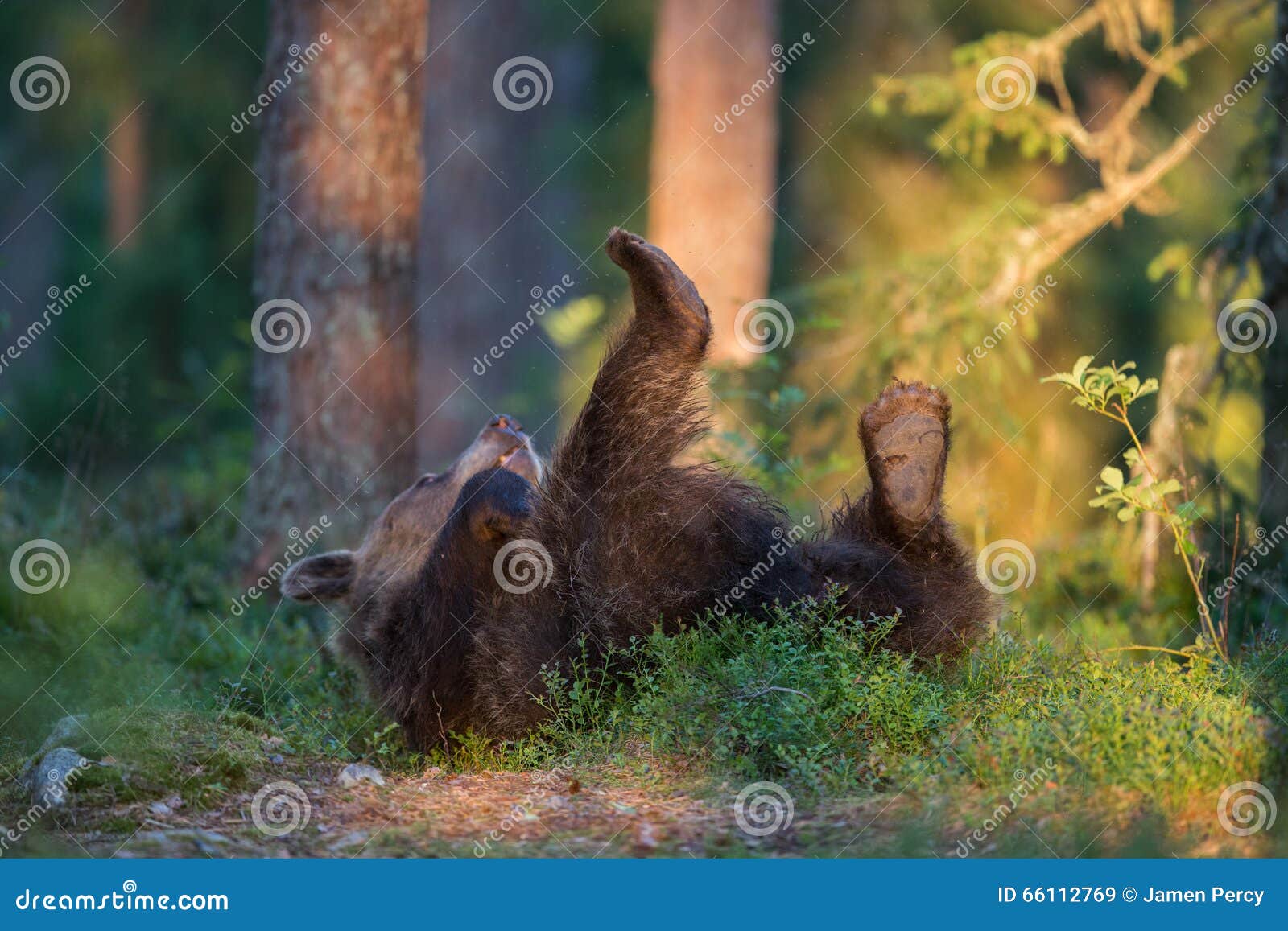 Brown Bear Rolling Ob Back and Playing in Finnish Forest Stock Image ...