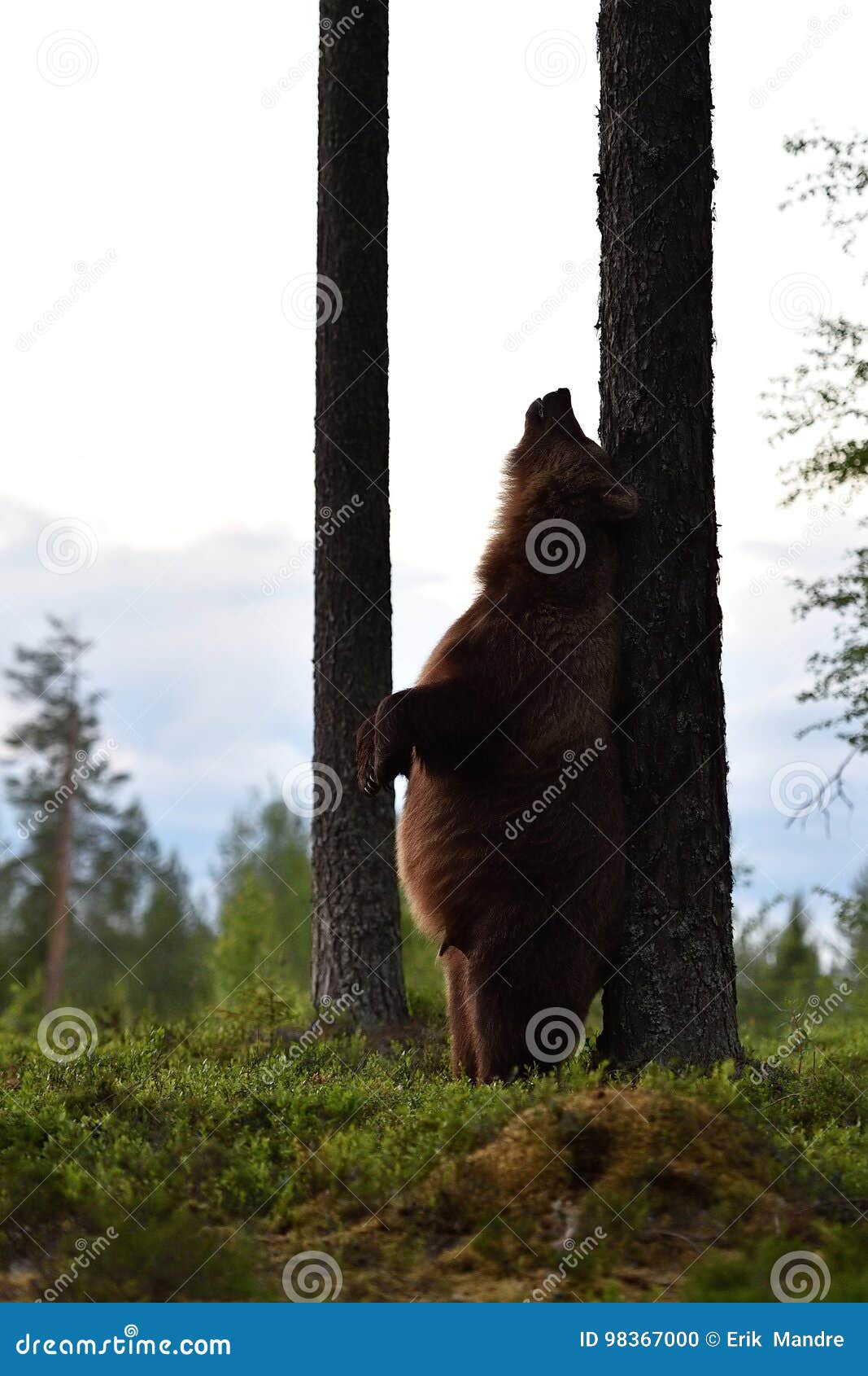 Brown Bear Rubs His Back Against a Tree. Bear Standing Stock Photo ...