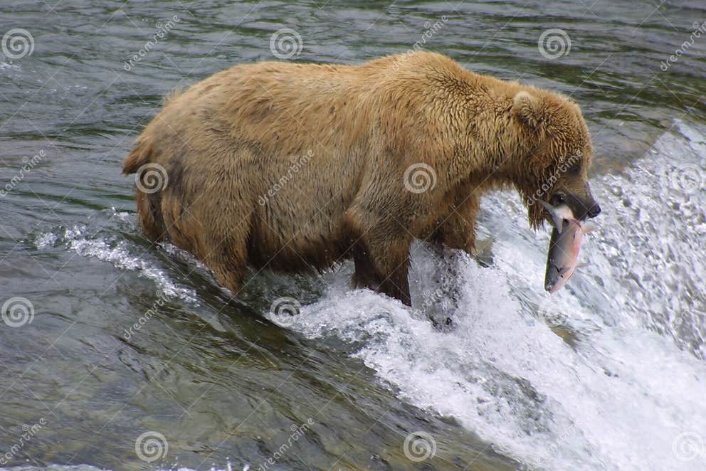 Brown Bear with Salmon stock photo. Image of falls, salmon - 857918