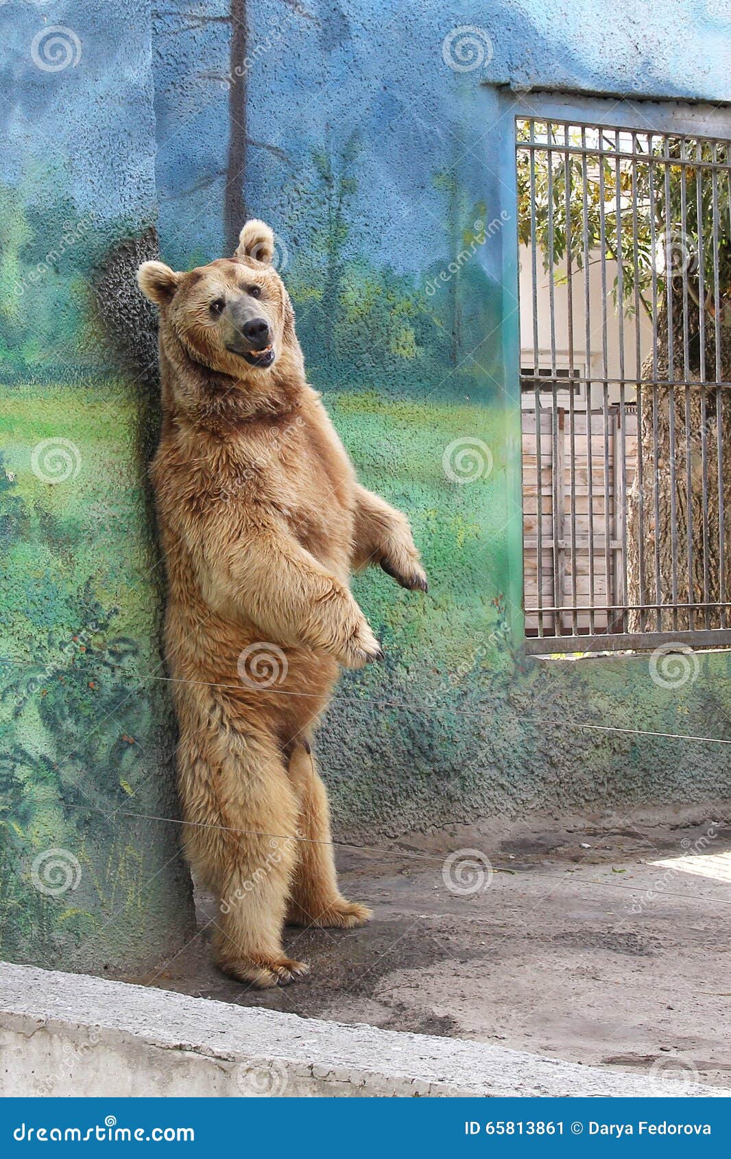 Brown Bear Scratching Its Back Stock Image - Image of five, expression ...