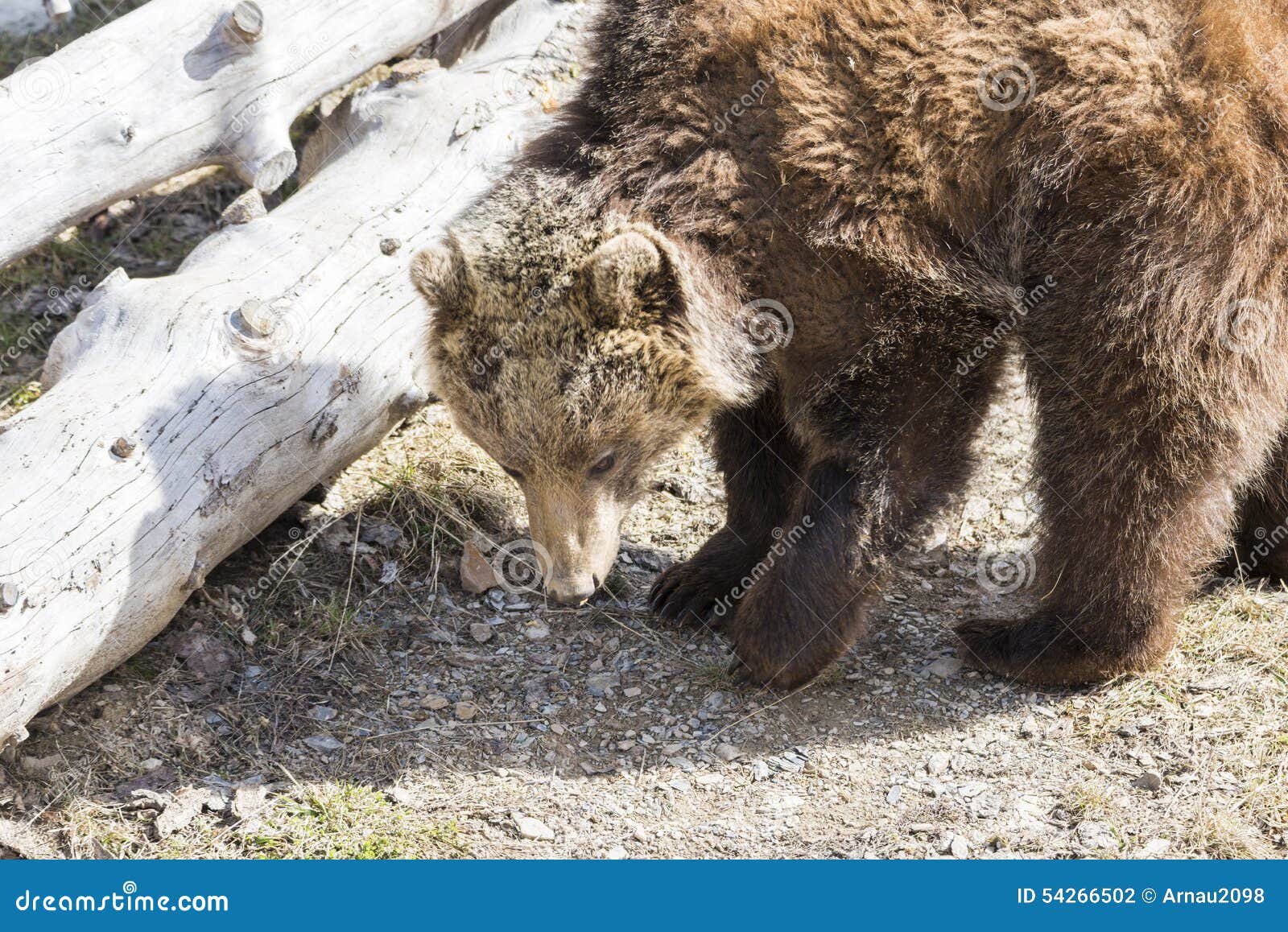 Brown Bear Searching for Food Stock Photo - Image of omnivore, beauty ...