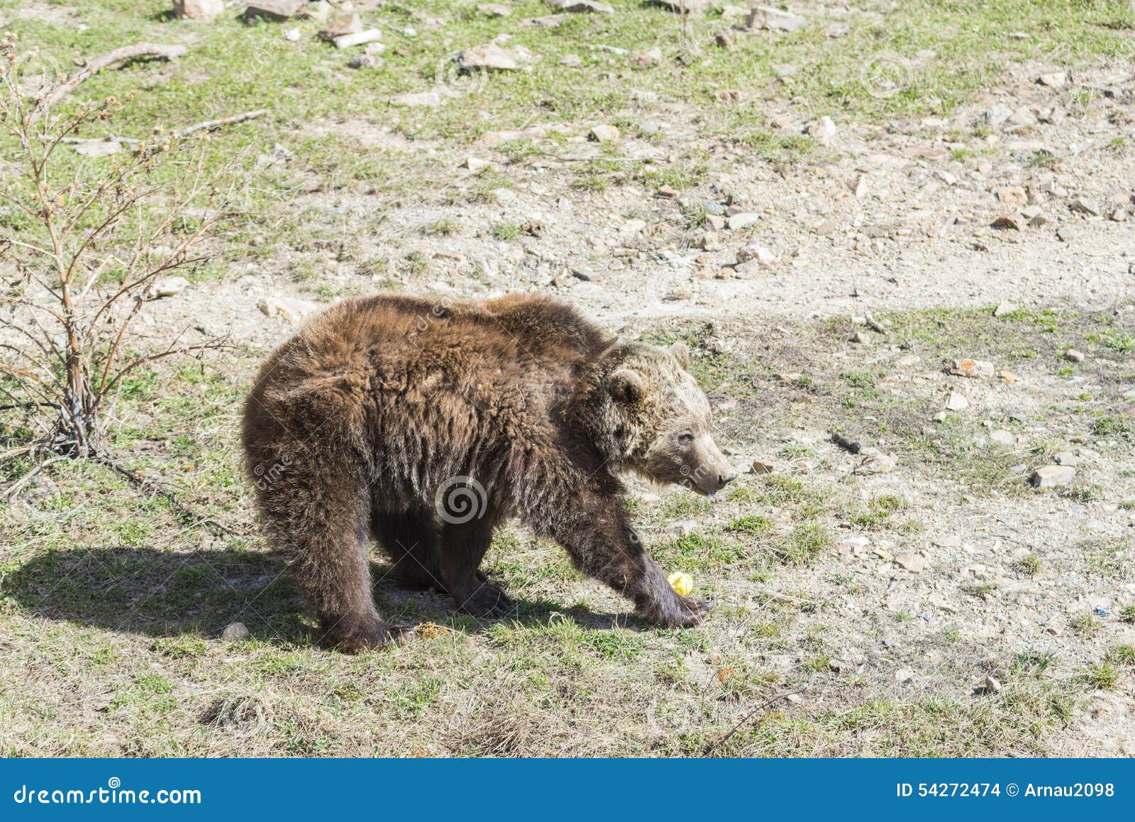Brown Bear Searching for Food Stock Photo - Image of environment ...