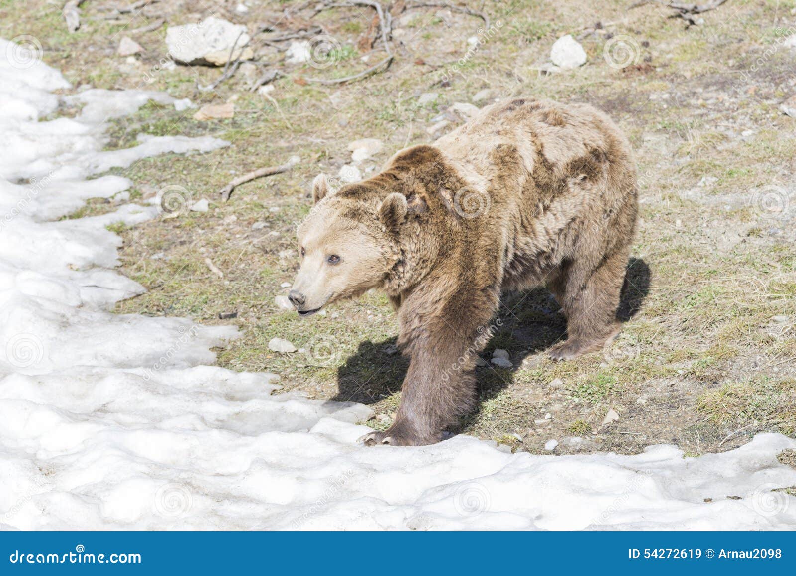 Brown Bear Searching for Food Stock Image - Image of grizzy, predator ...