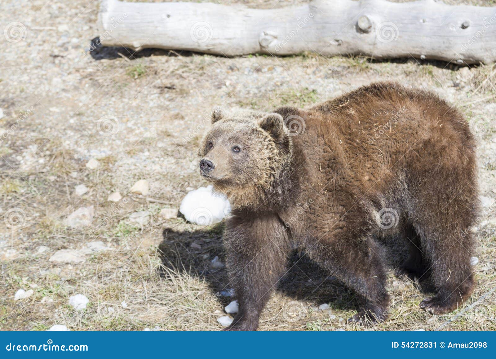 Brown Bear Searching for Food Stock Image - Image of grass, forest ...