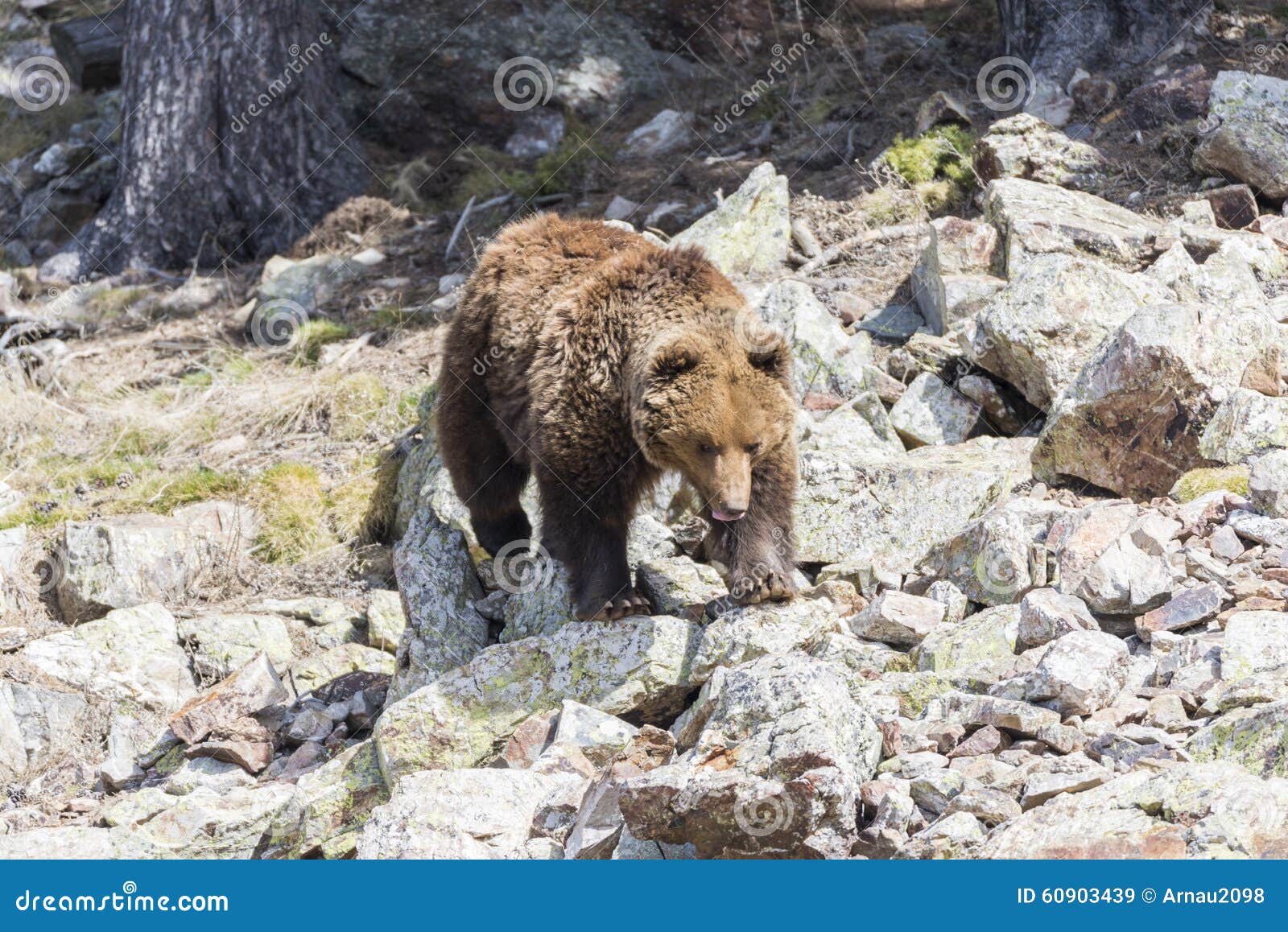 Brown Bear Searching for Food Stock Image - Image of wildlife, detail ...