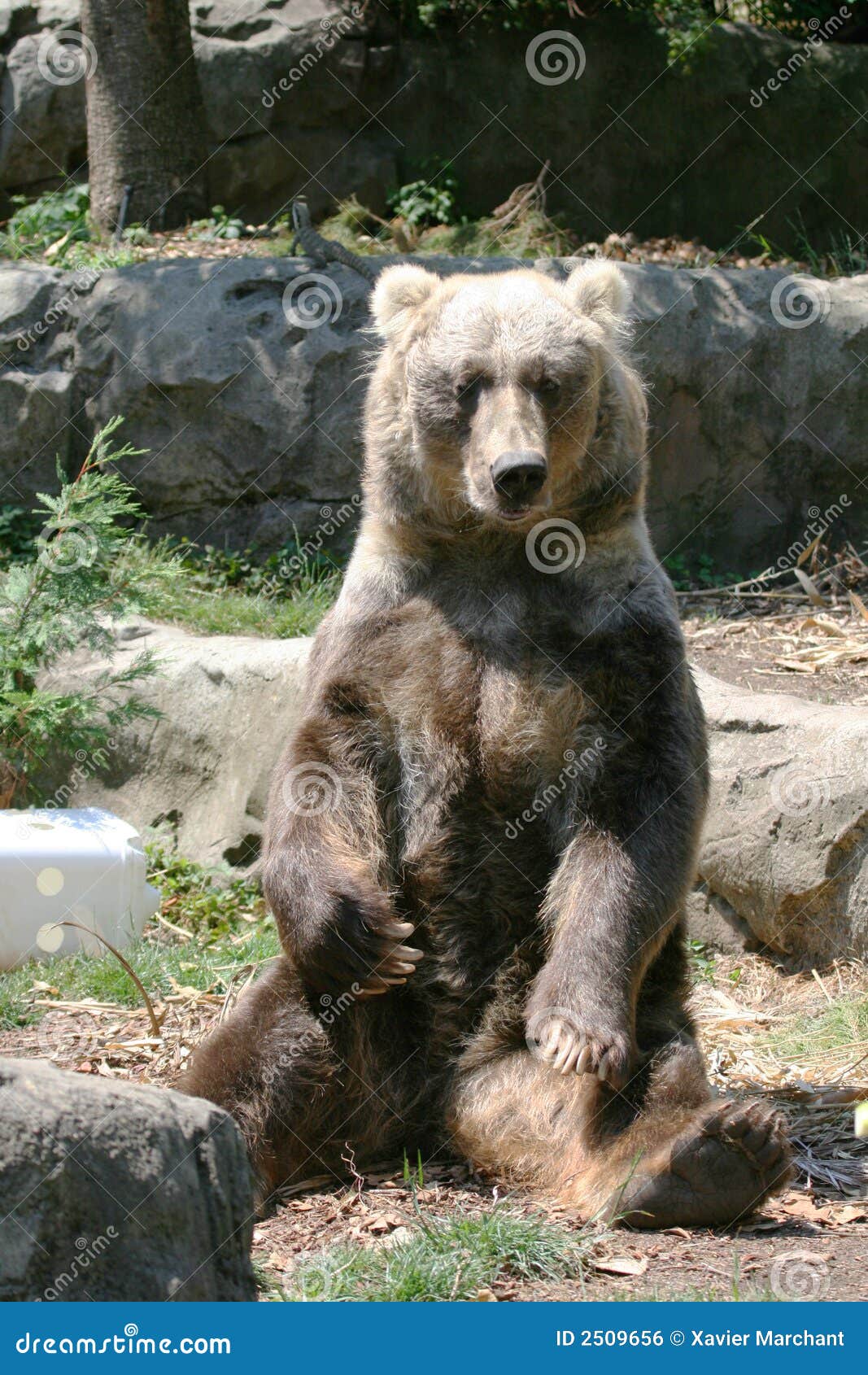 Brown bear seated stock photo. Image of funny, rocks, seated - 2509656
