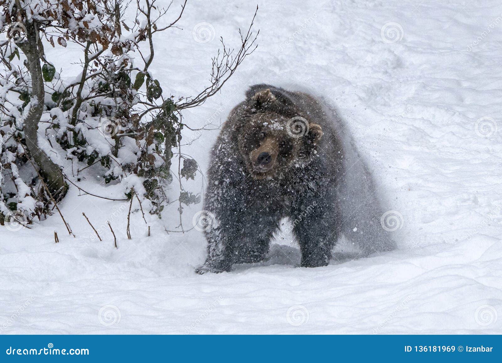 Brown Bear Shaking in the Snow Stock Image - Image of winter, grizzly ...