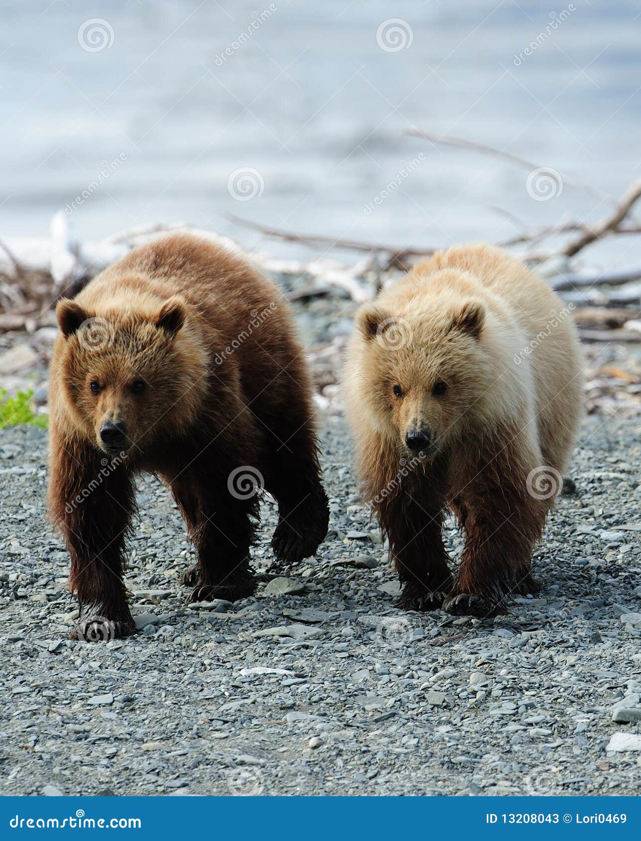 Brown Bear Siblings stock image. Image of arctos, fishing - 13208043