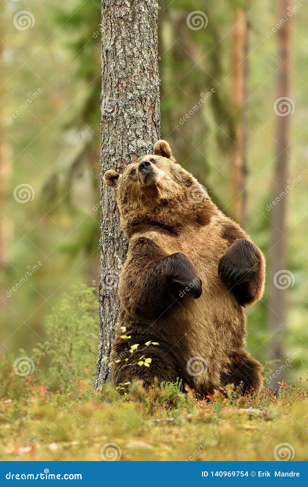 Brown Bear Sitting Against a Tree, Save the Forest Stock Photo - Image ...