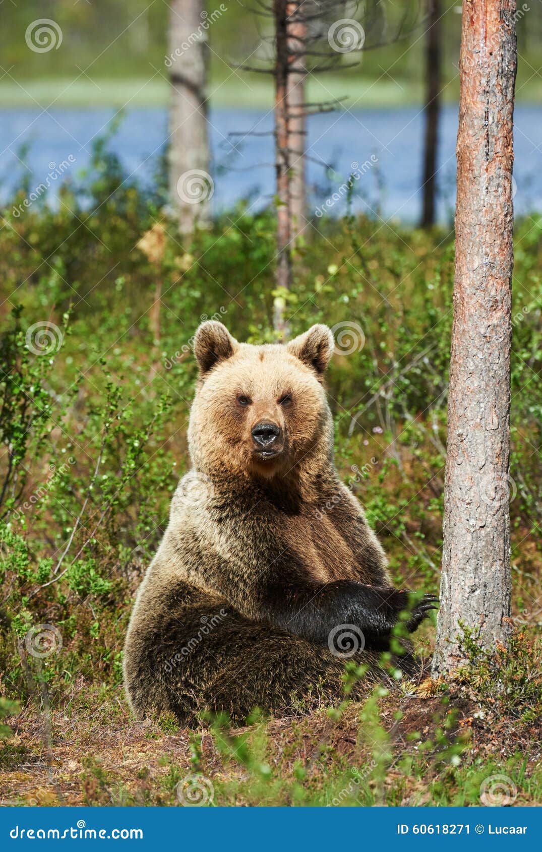 Brown bear sitting stock image. Image of ursus, environment - 60618271