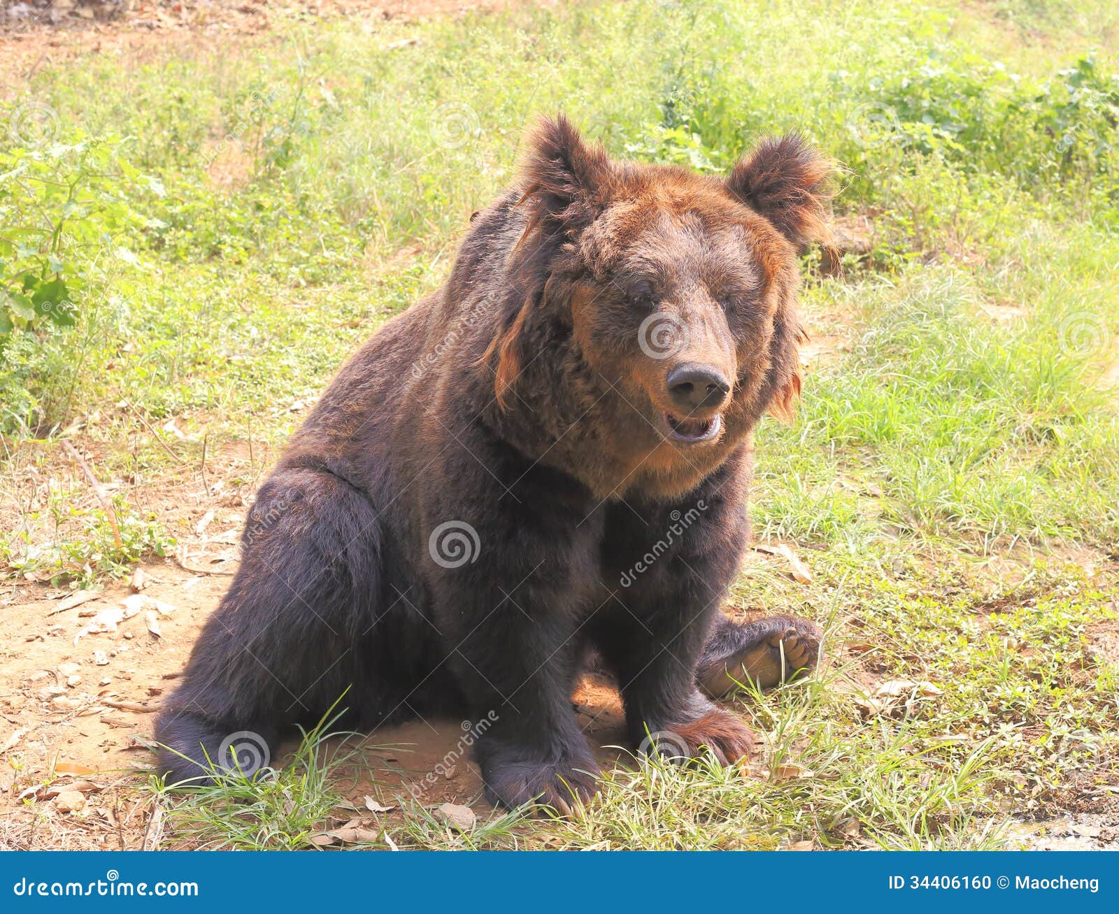 Brown bear stock photo. Image of greatness, look, energy - 34406160