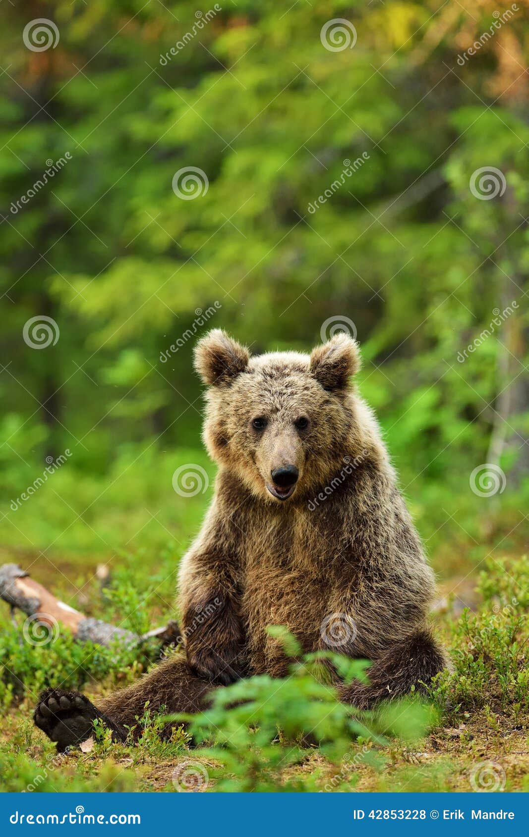 Brown bear sitting stock photo. Image of european, resting - 42853228