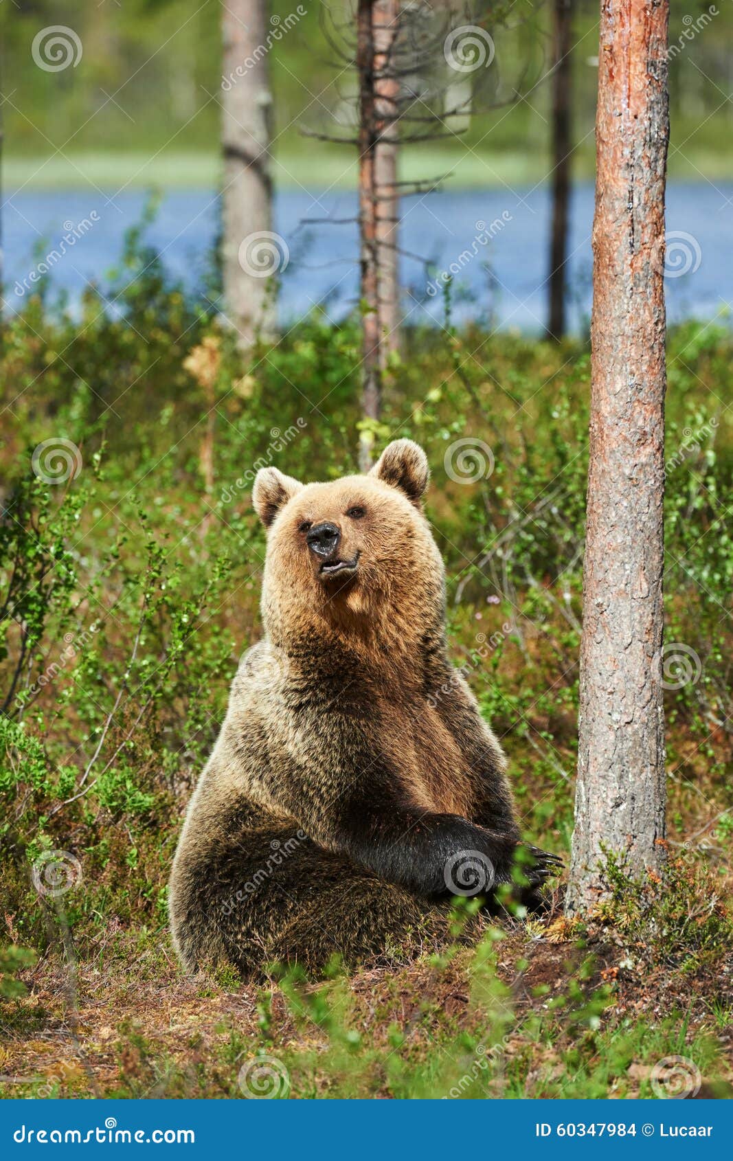 Brown bear sitting stock photo. Image of portrait, lake - 60347984