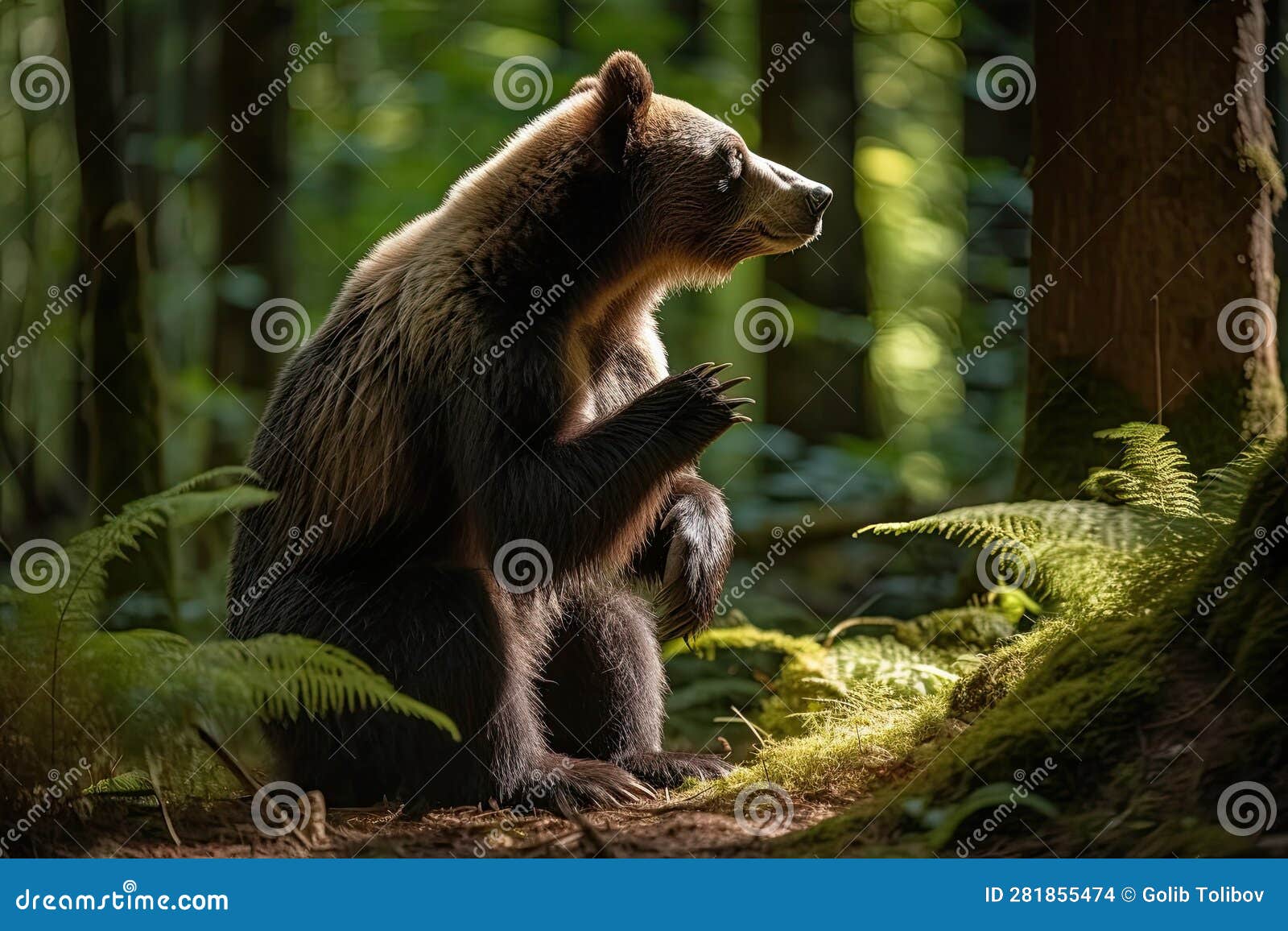 A Brown Bear Sitting in the Forest Praying Stock Photo - Image of tree ...