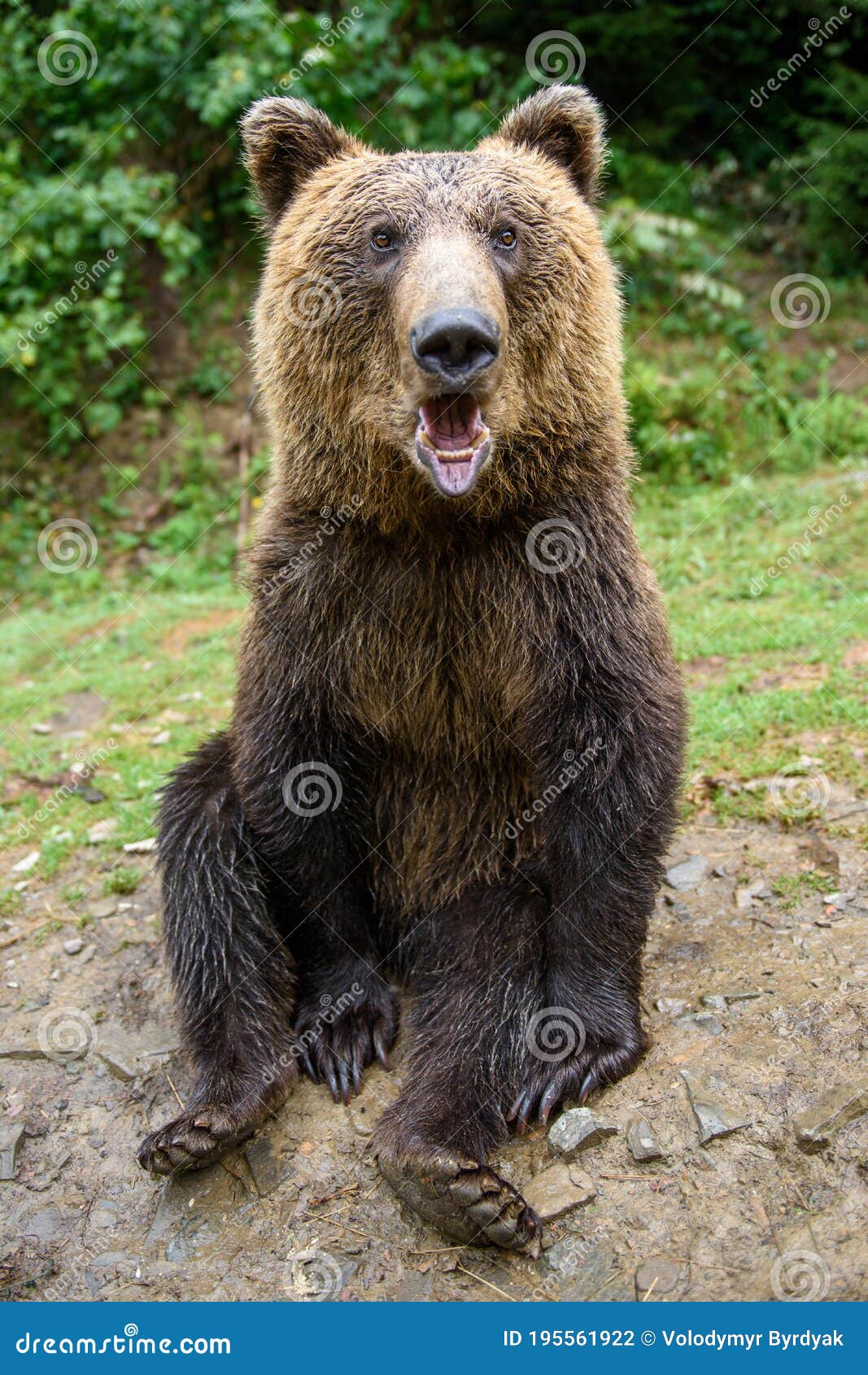 Brown Bear Sitting in Funny Pose Stock Photo - Image of forest, ursus ...