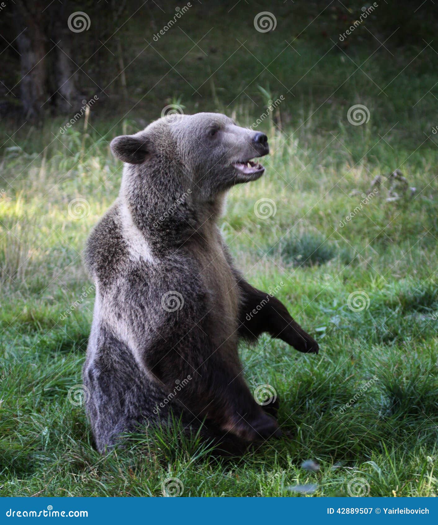 Brown bear sitting stock image. Image of dangerous, green - 42889507