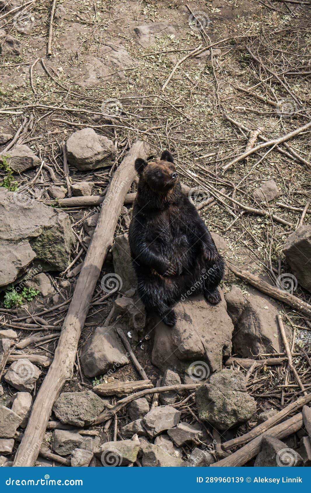 A Brown Bear is Sitting on the Ground Stock Image - Image of monkey ...