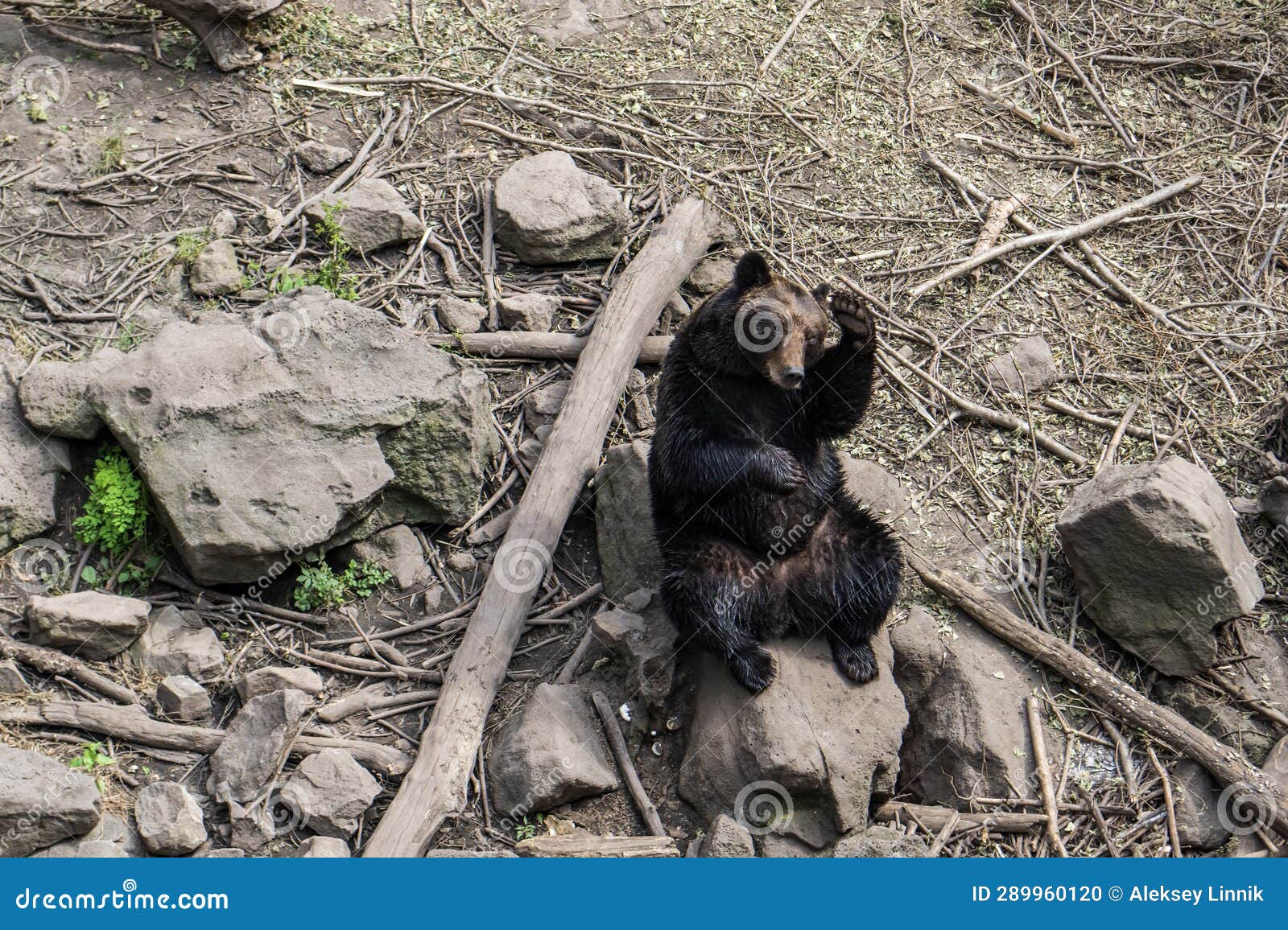 A Brown Bear is Sitting on the Ground Stock Photo - Image of animal ...
