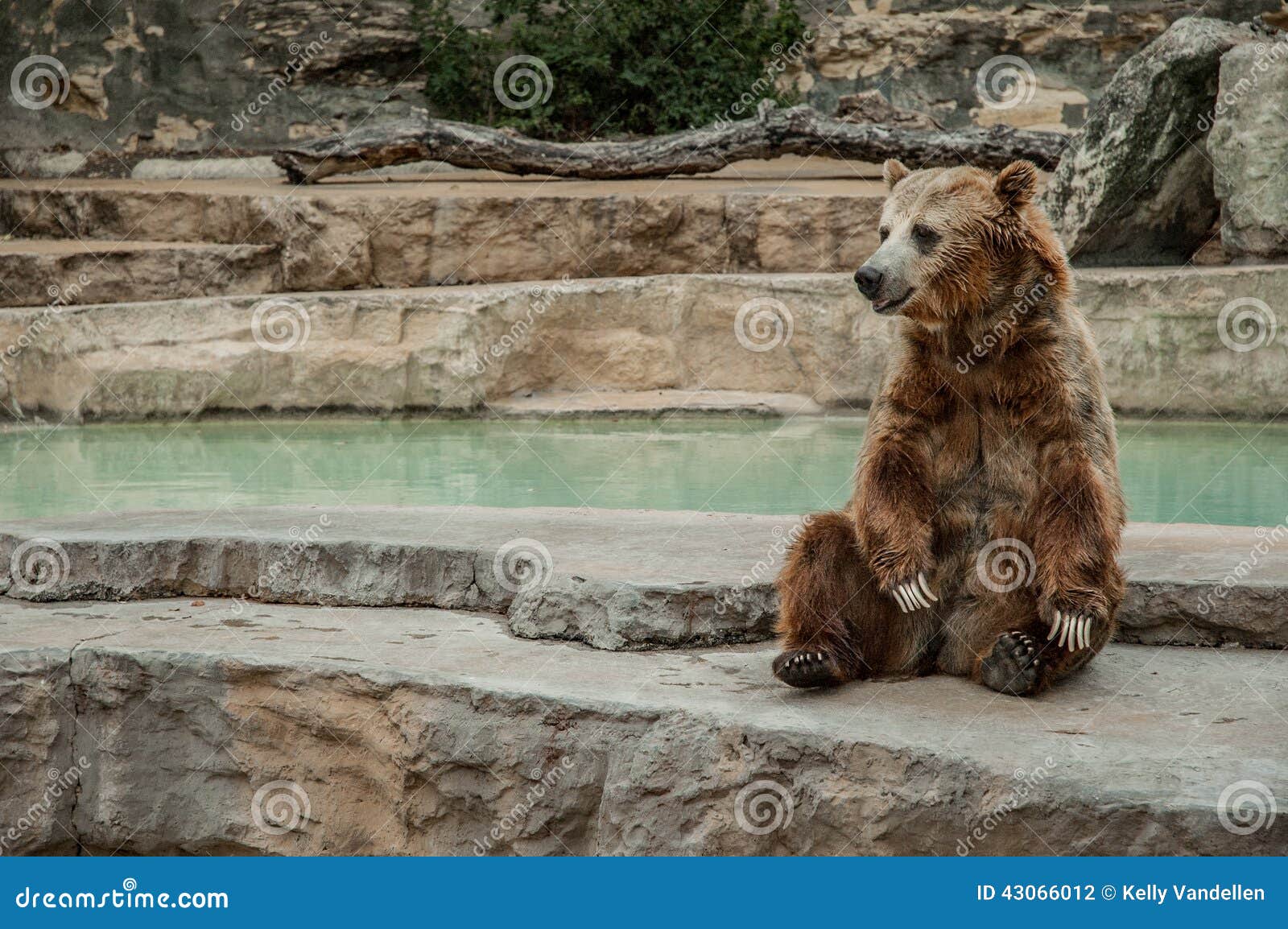 Brown Bear Sitting stock photo. Image of snout, paws - 43066012
