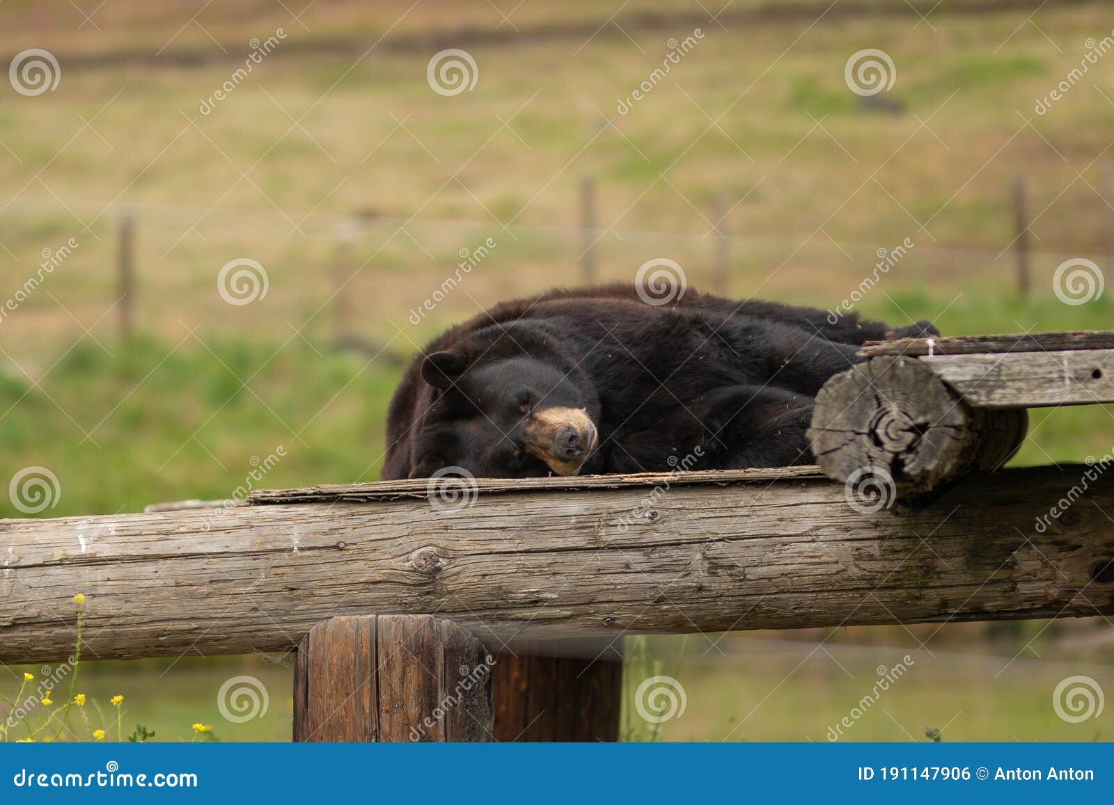 Brown Bear is Sleeping, Resting on a Tree in Nature Stock Photo - Image ...