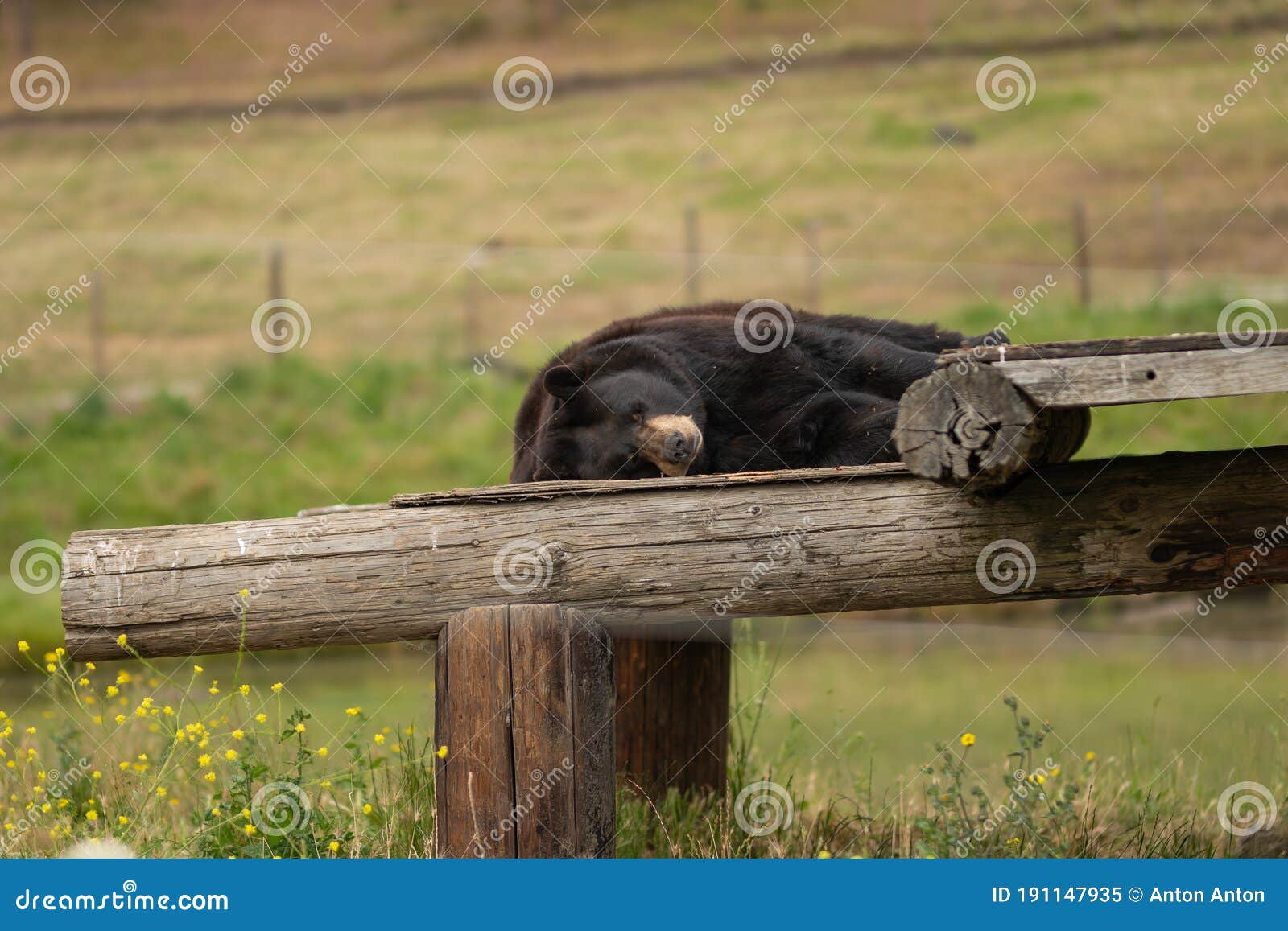 Brown Bear is Sleeping, Resting on a Tree in Nature Stock Image - Image ...