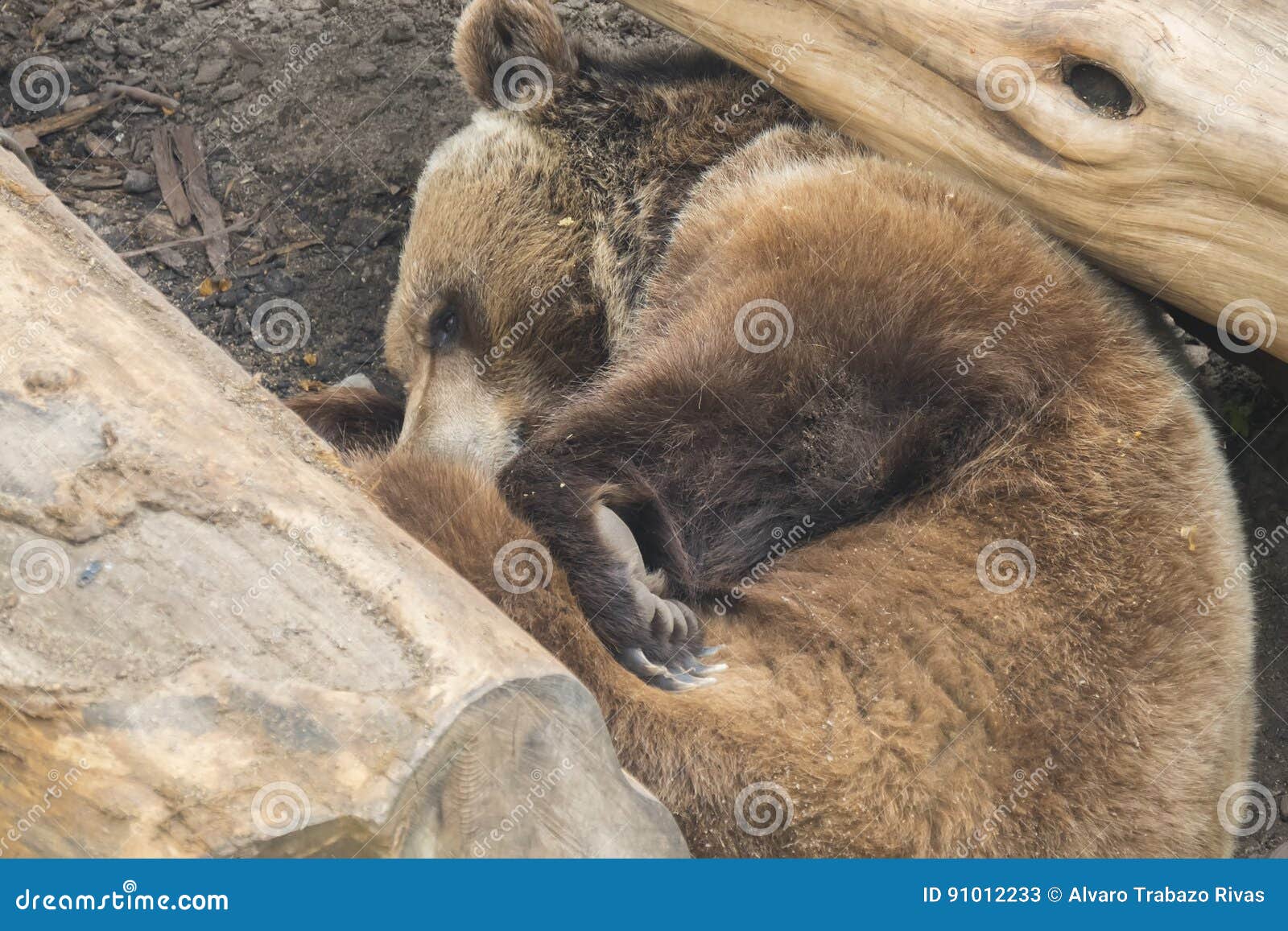 Brown Bear Sleeping among Some Trunks Stock Image - Image of cute ...