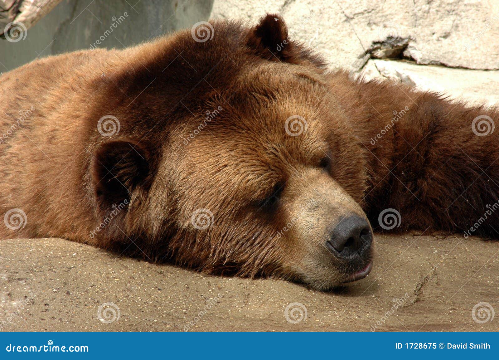 Brown Bear Sleeping