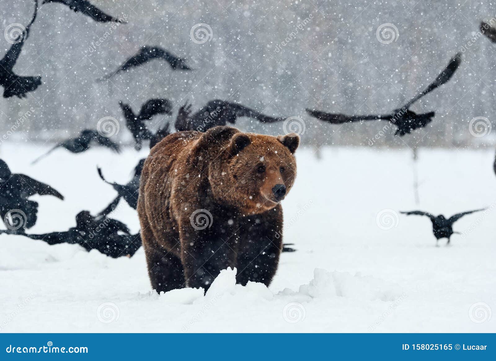 Brown bear among the crows stock image. Image of bear - 158025165
