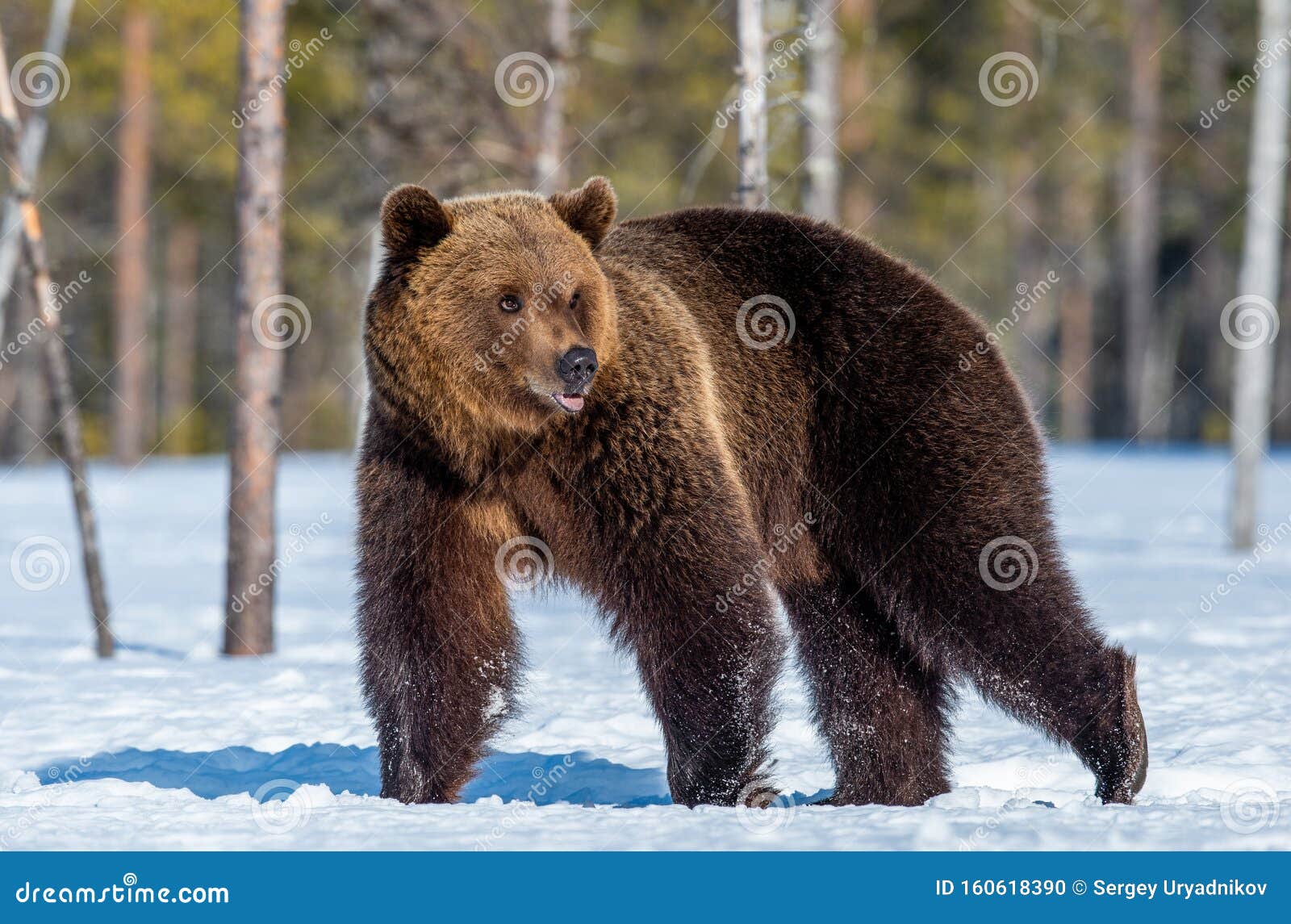 Brown Bear on the Snow in Spring Forest. Front View Stock Photo - Image ...