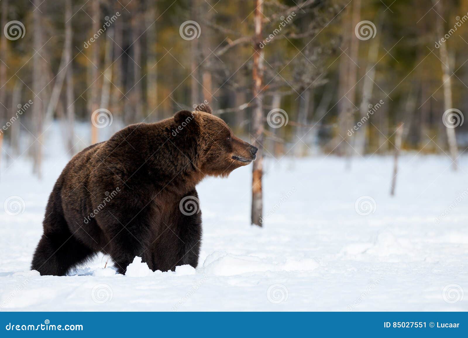 Brown bear in the snow stock image. Image of finnish - 85027551