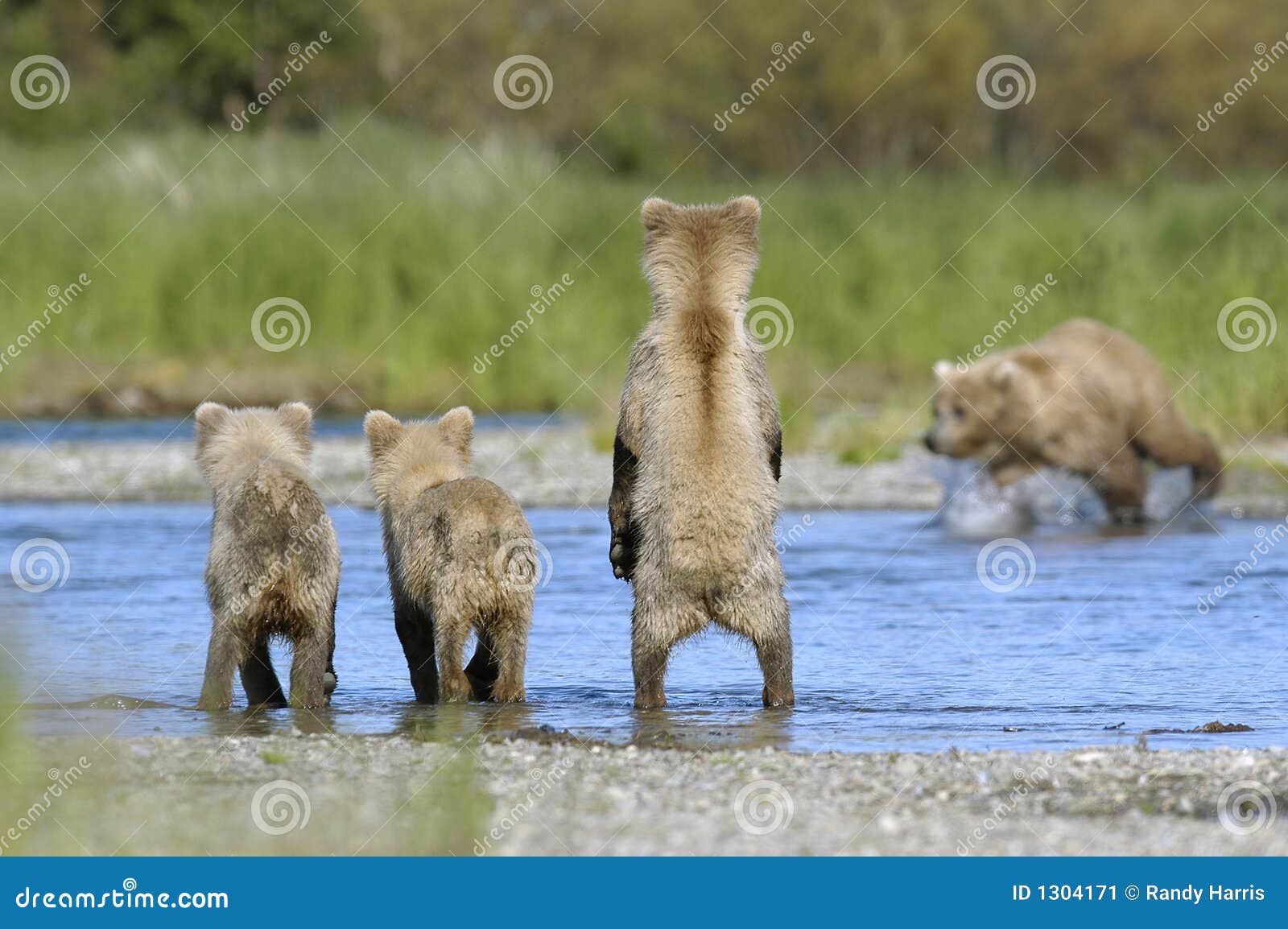 Brown Bear Sow and Her Three Cubs Stock Image - Image of beast, bear ... Brown Bear Sow and Her Three Cubs Stock Image - Image of beast, bear ...