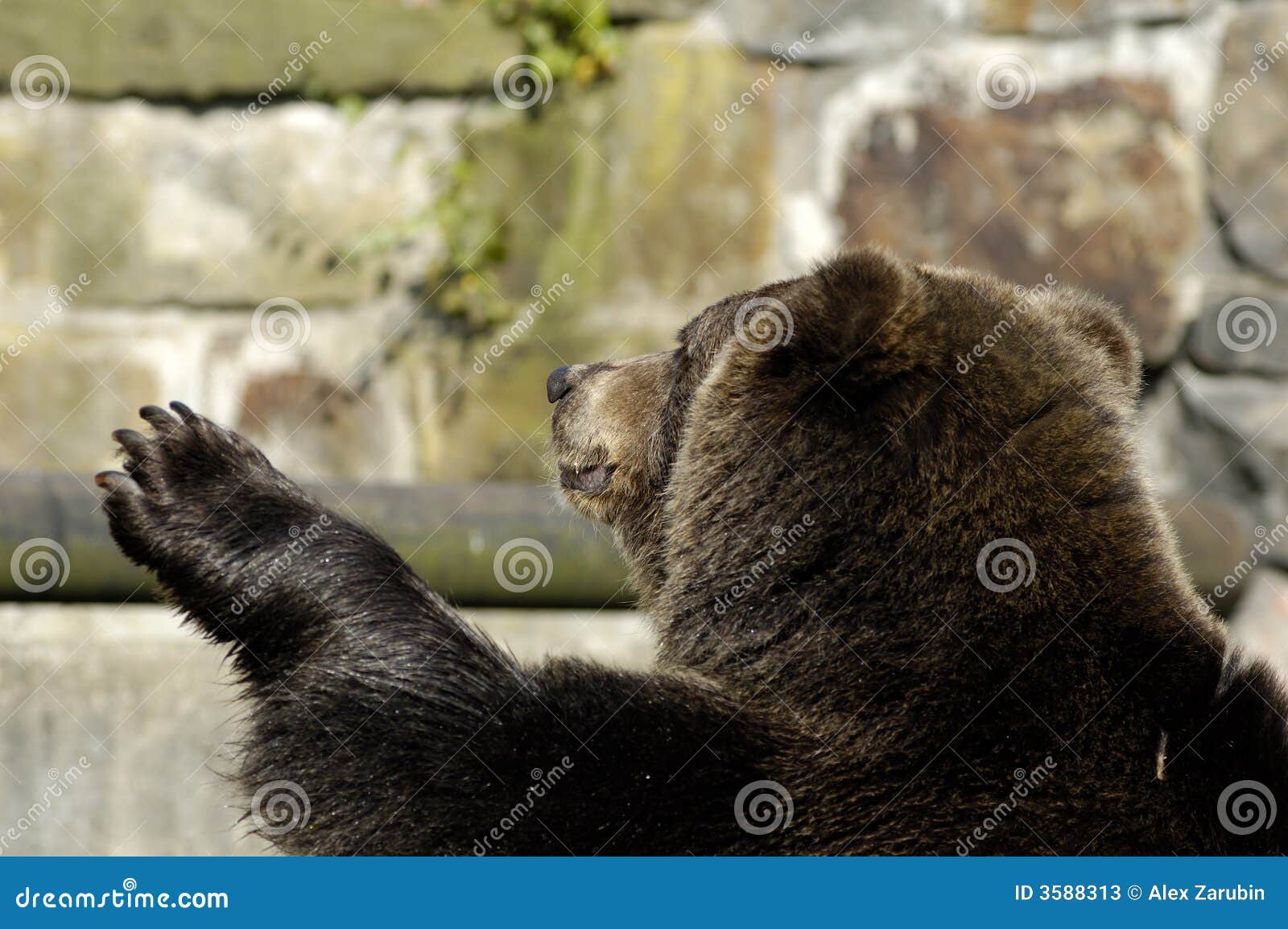 Brown bear speaks good-bye stock image. Image of bound - 3588313