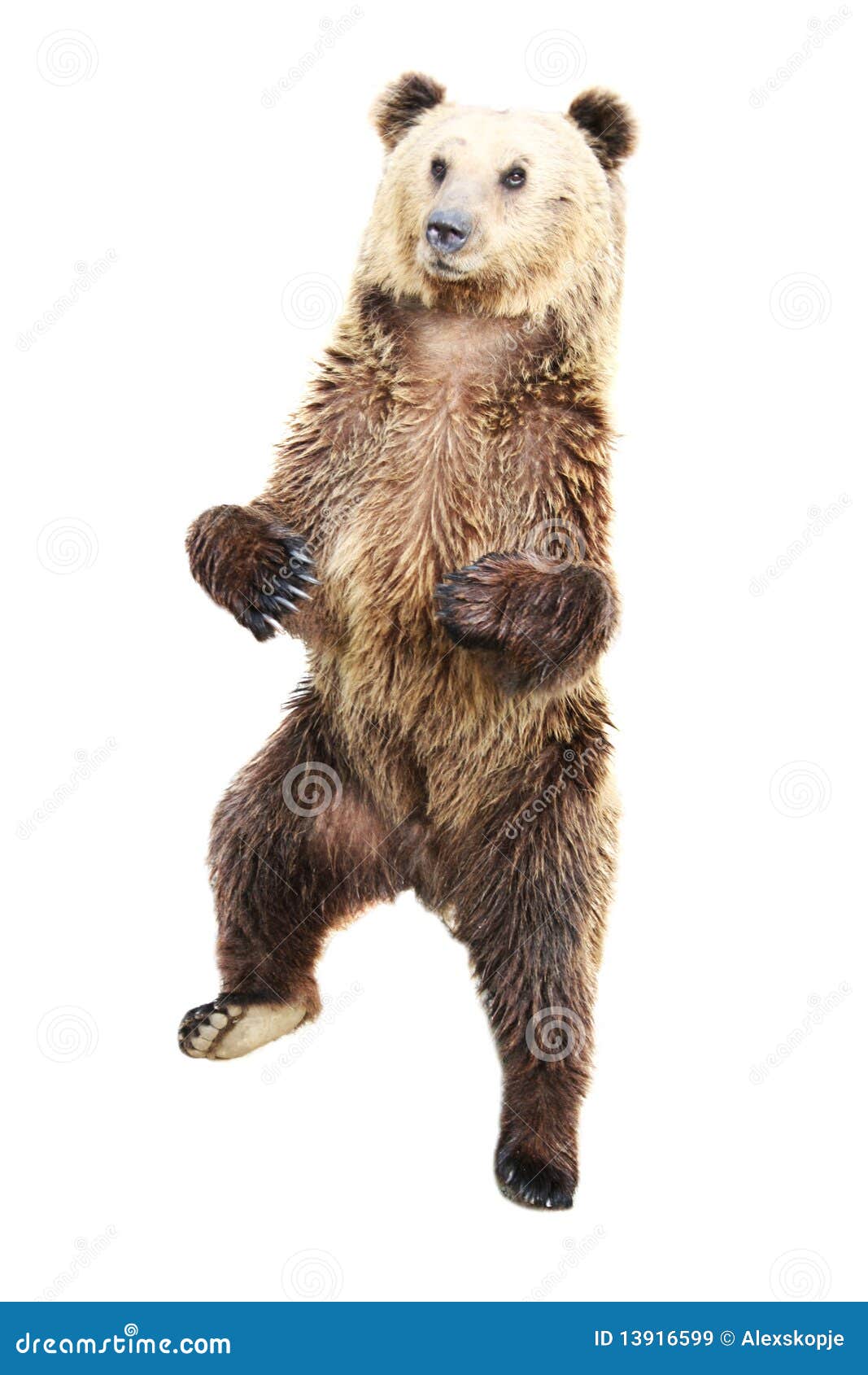 Brown Bear Standing Up