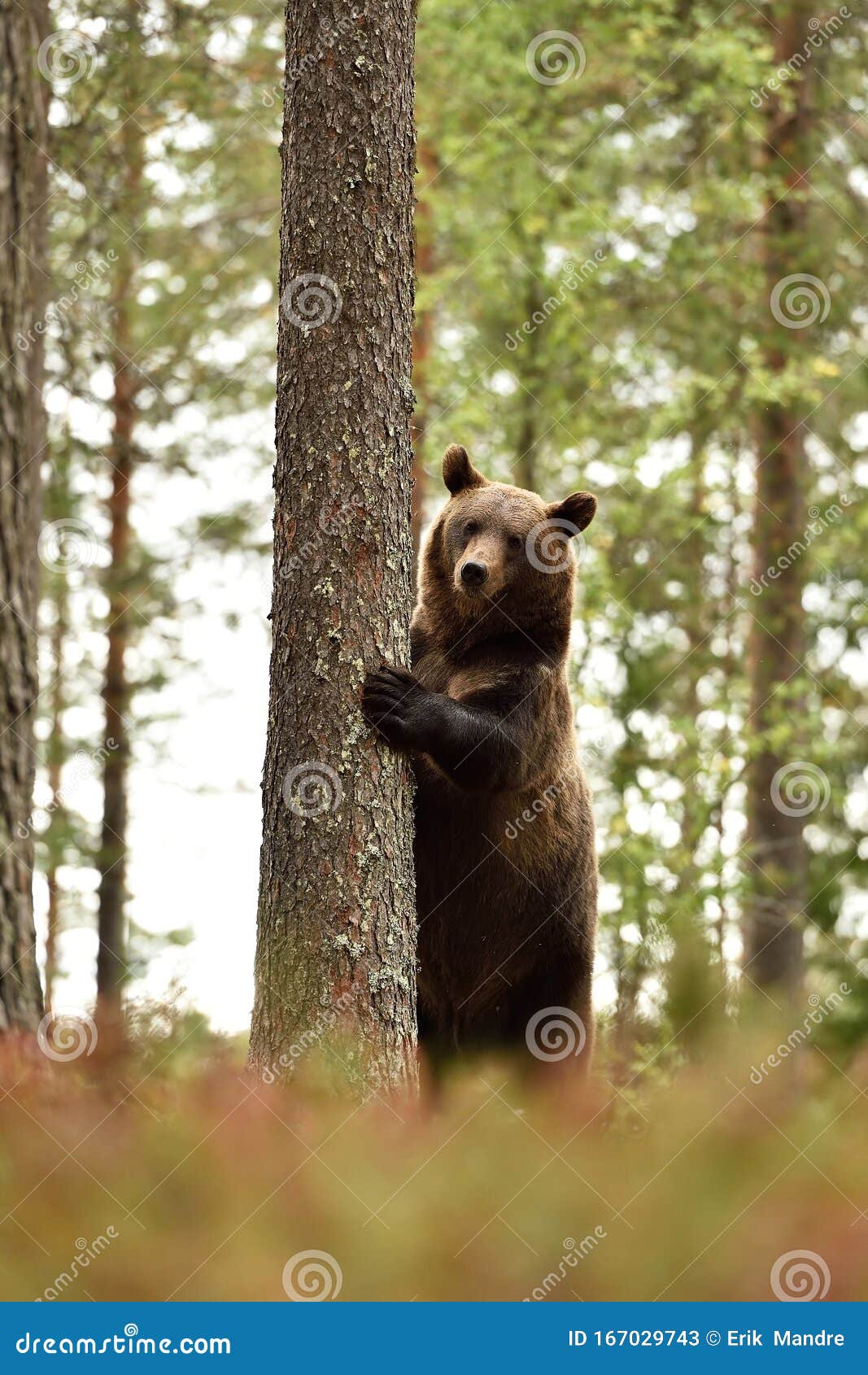 Brown Bear Standing in Forest Environment Stock Image - Image of trees ...